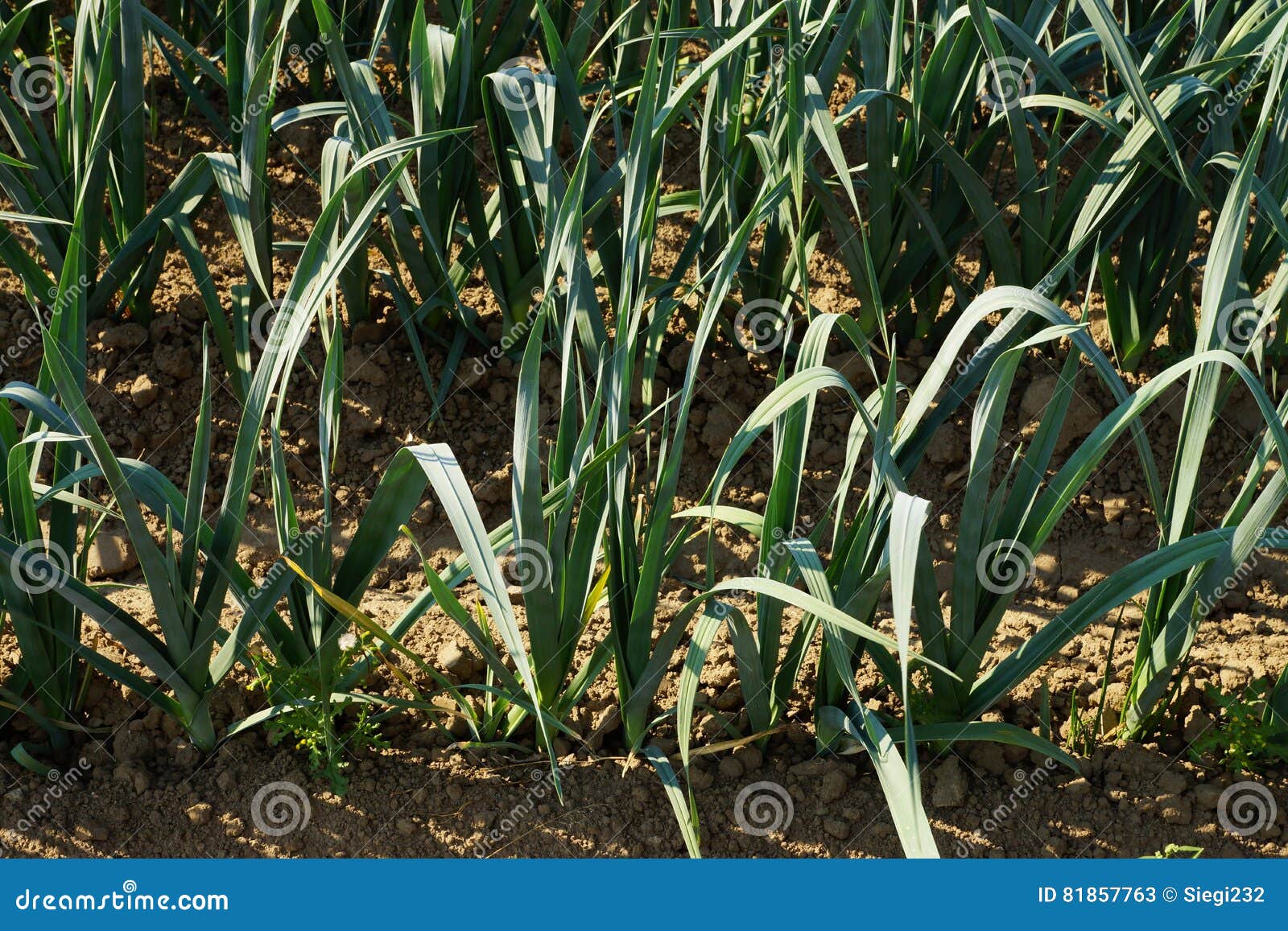 Leekfield stock image. Image of leek, pest, farmland - 81857763