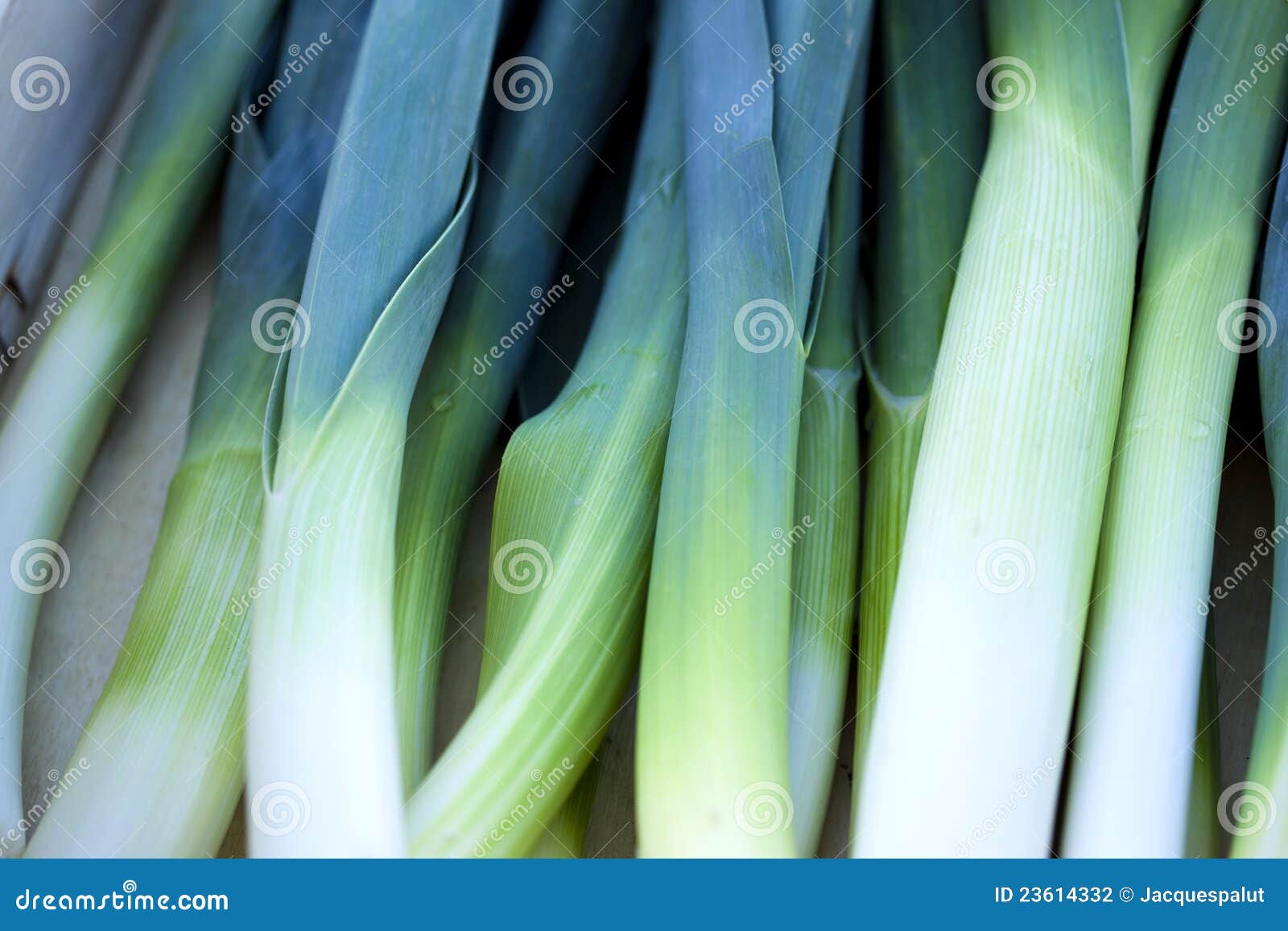 Leeks stock photo. Image of organic, leeks, vegetable - 23614332