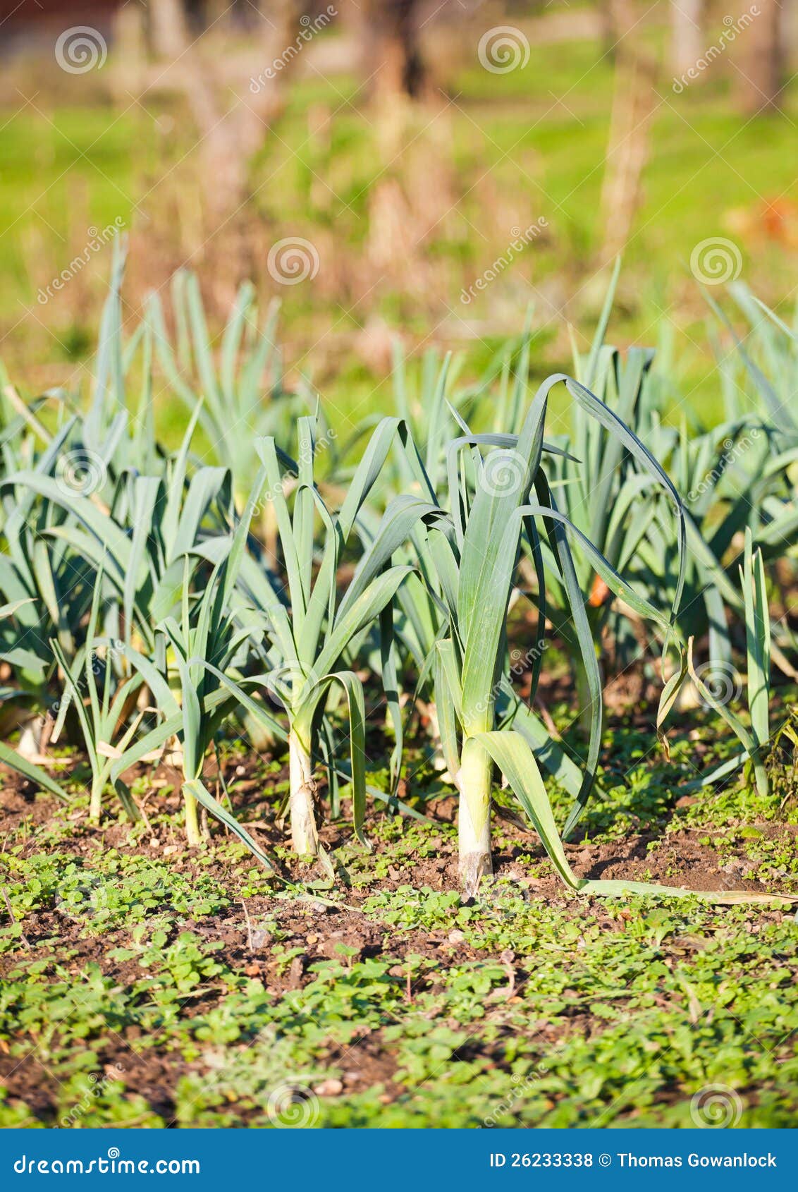 Leeks stock photo. Image of domestic, earthy, countryside - 26233338