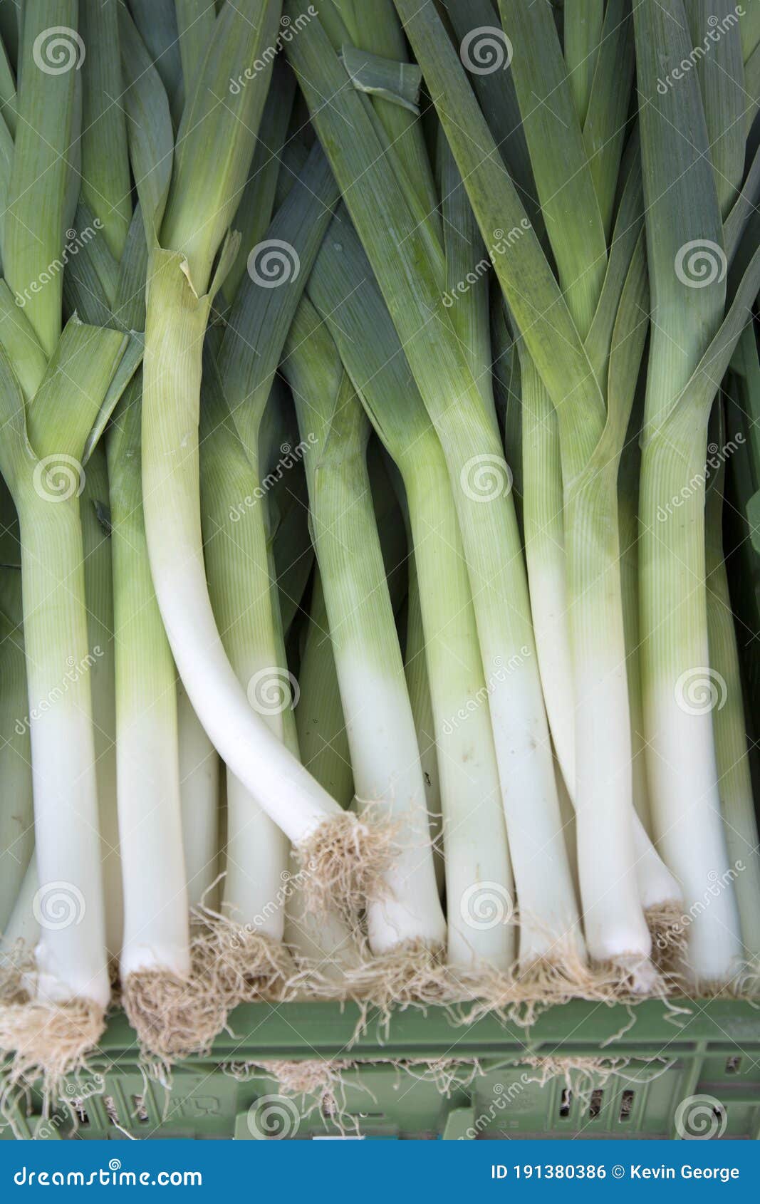 Leeks in Box stock photo. Image of group, backdrop, leek - 191380386