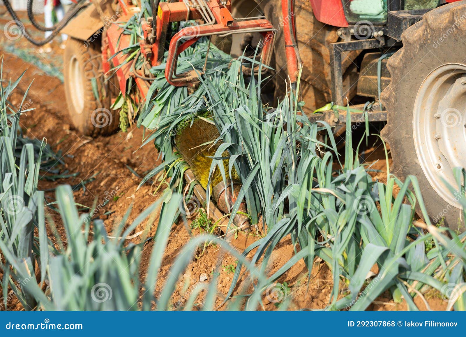 Leeks Digger Machine Working on Field, Lifting Leeks from Soil during ...