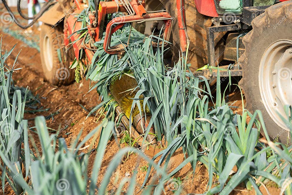 Leeks Digger Machine Working on Field, Lifting Leeks from Soil during ...