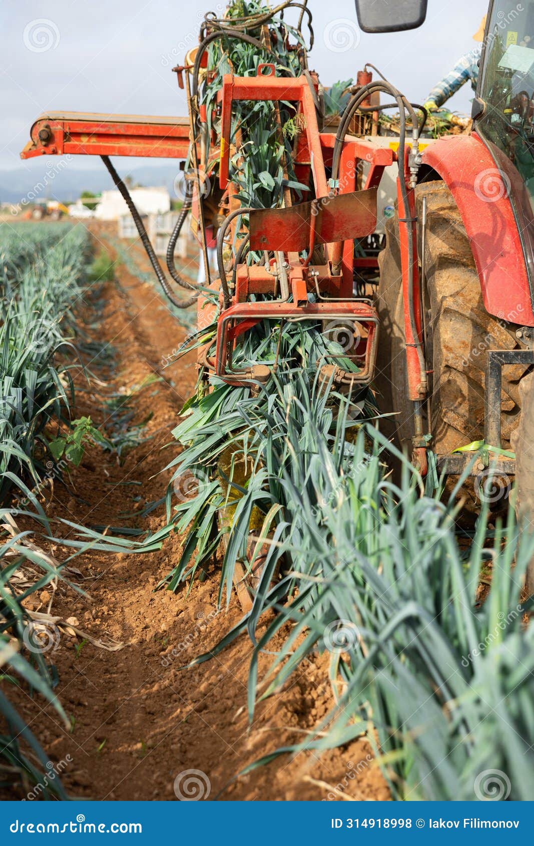 Leeks Digger Machine Working on Field, Lifting Leeks from Soil during ...