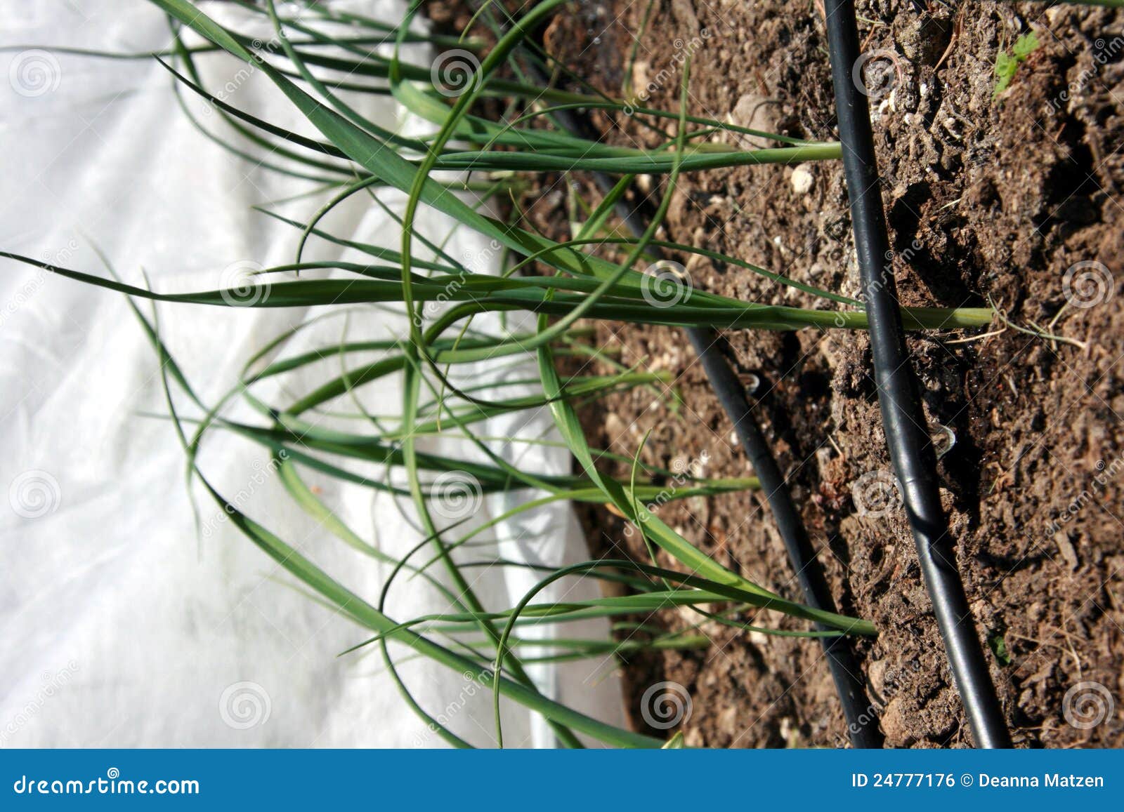 Leeks with drip irrigation stock photo. Image of grow - 24777176
