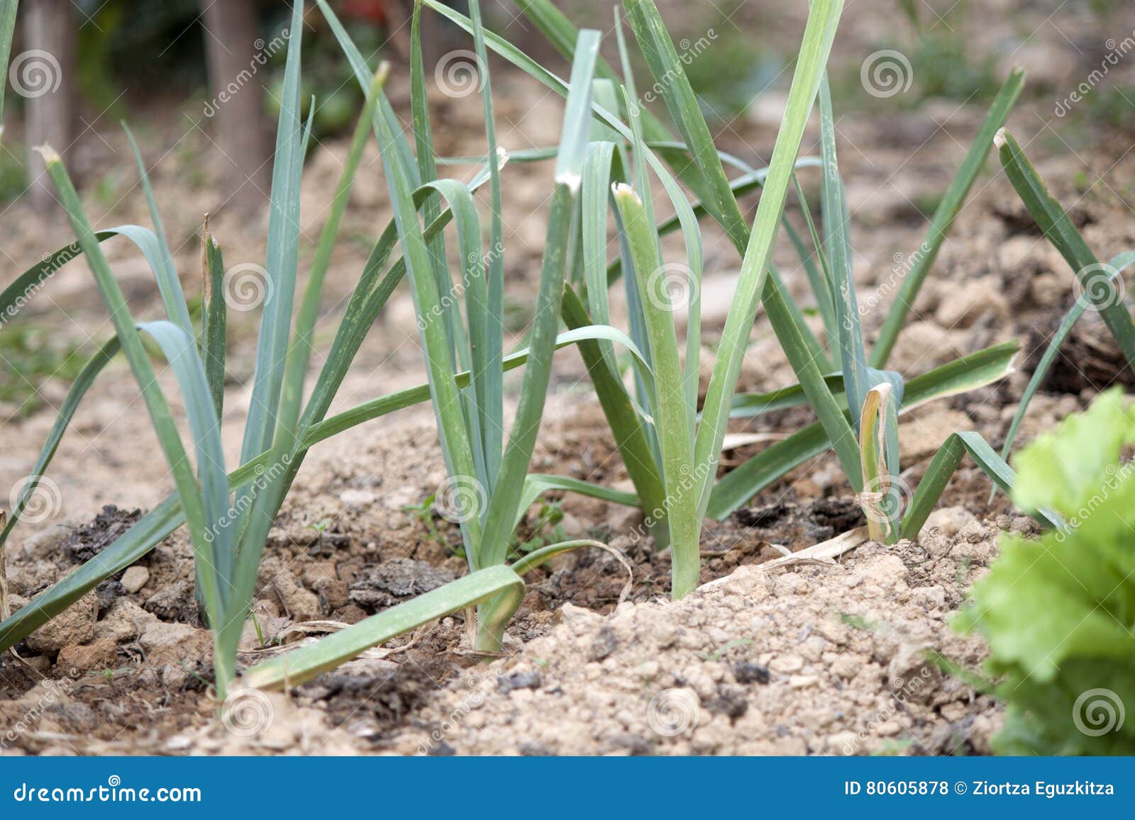 Leeks in the garden stock photo. Image of leeks, nature - 80605878