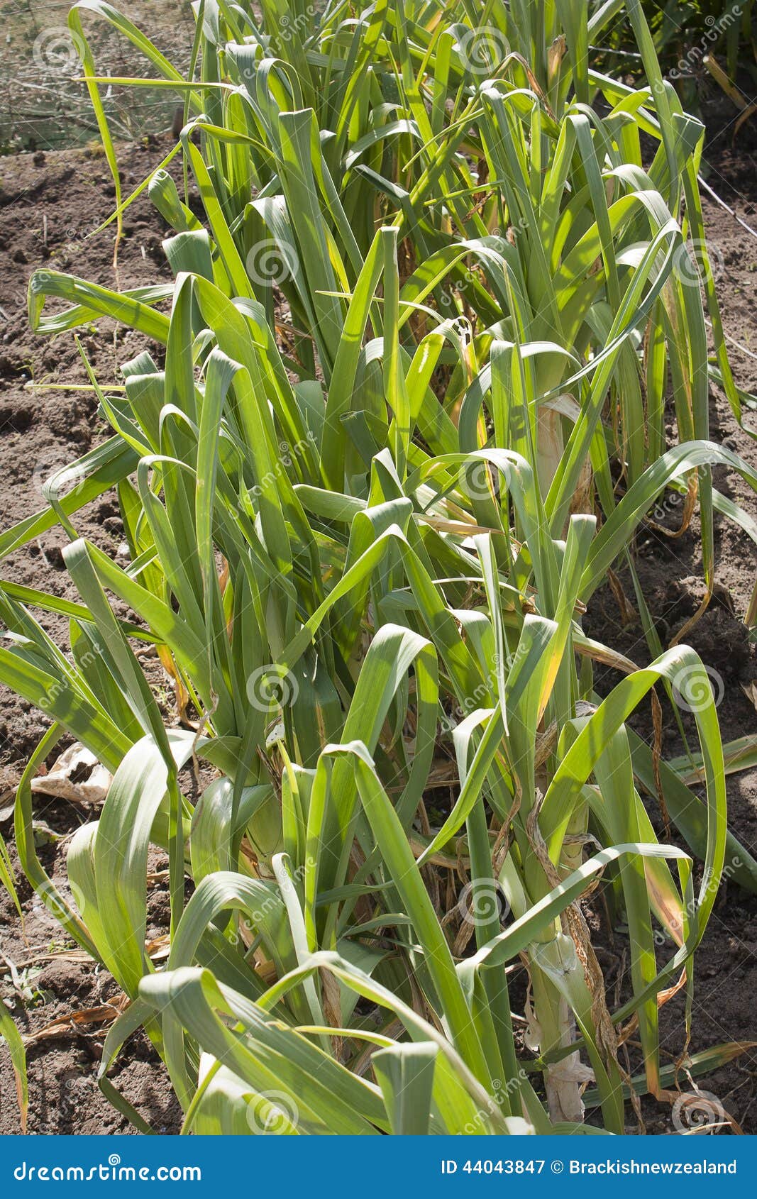 Leeks growing in garden stock image. Image of plant, leek - 44043847
