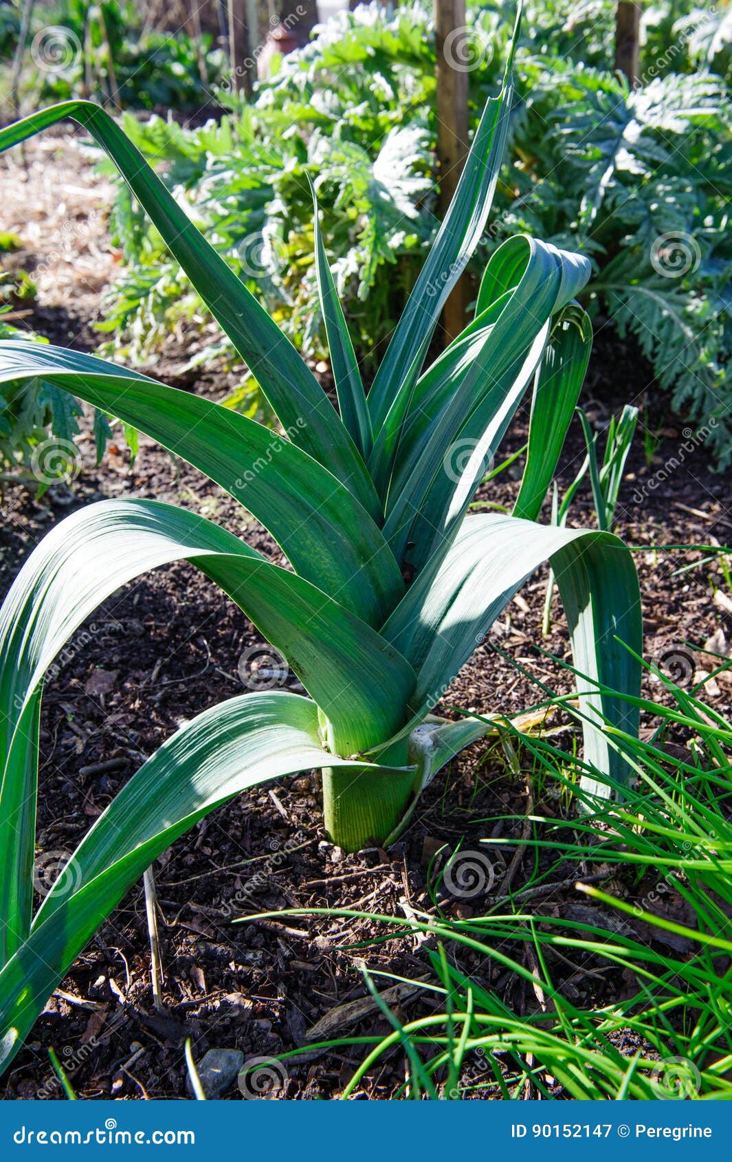 Leeks Growing in the Vegetable Garden Stock Image - Image of spring ...