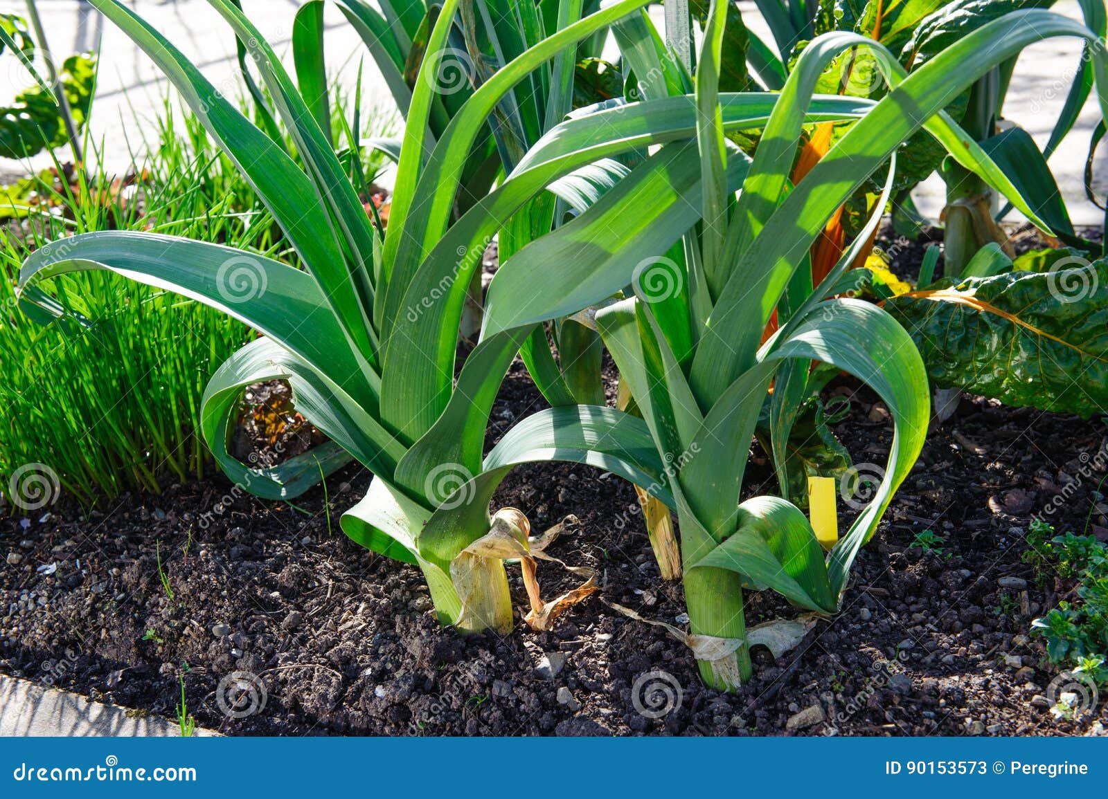 Leeks Growing in the Vegetable Garden Stock Image - Image of fresh ...