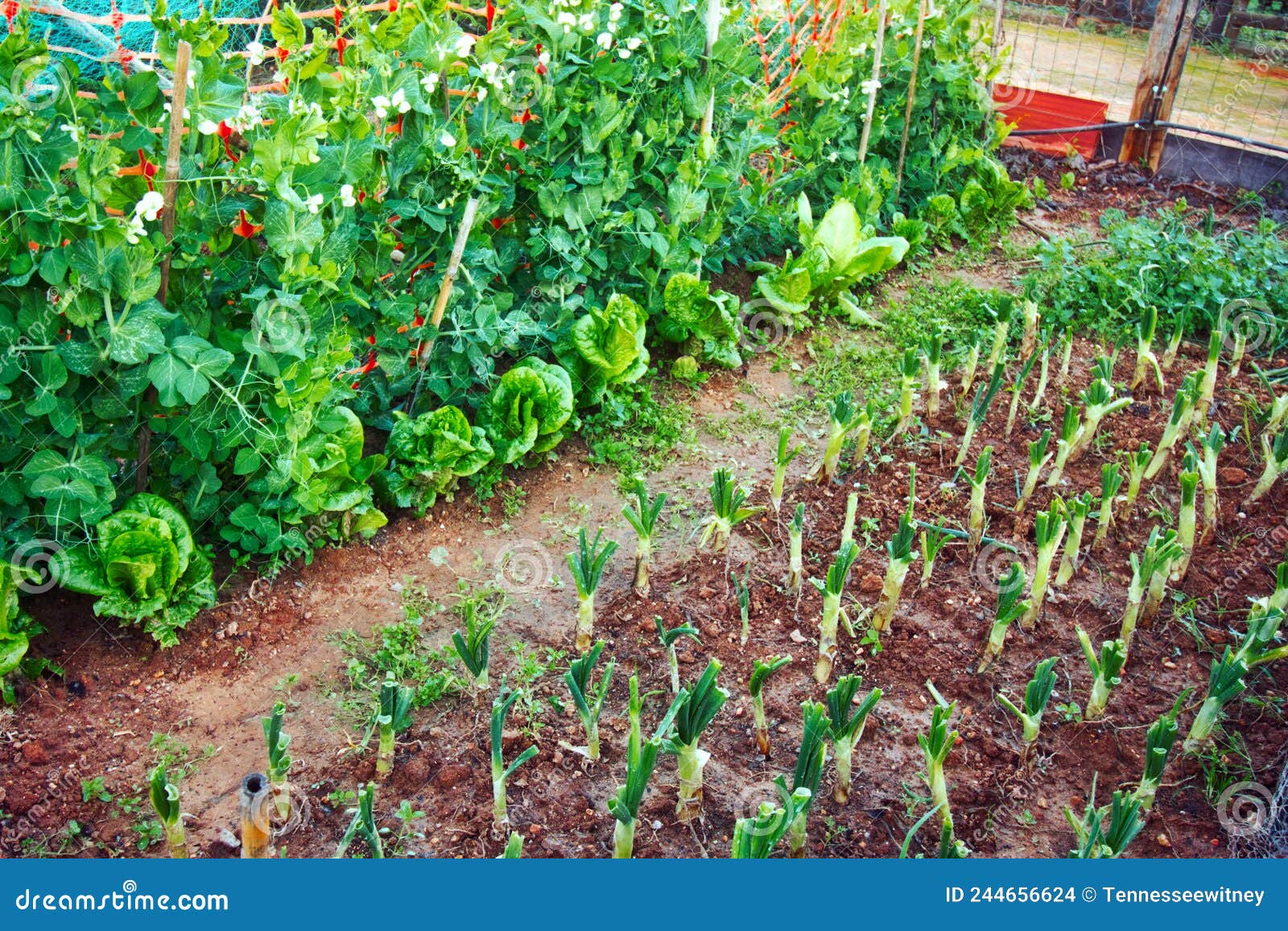 Allotment Plot Or Community Garden Shared By Multiple Owners To Grow ...