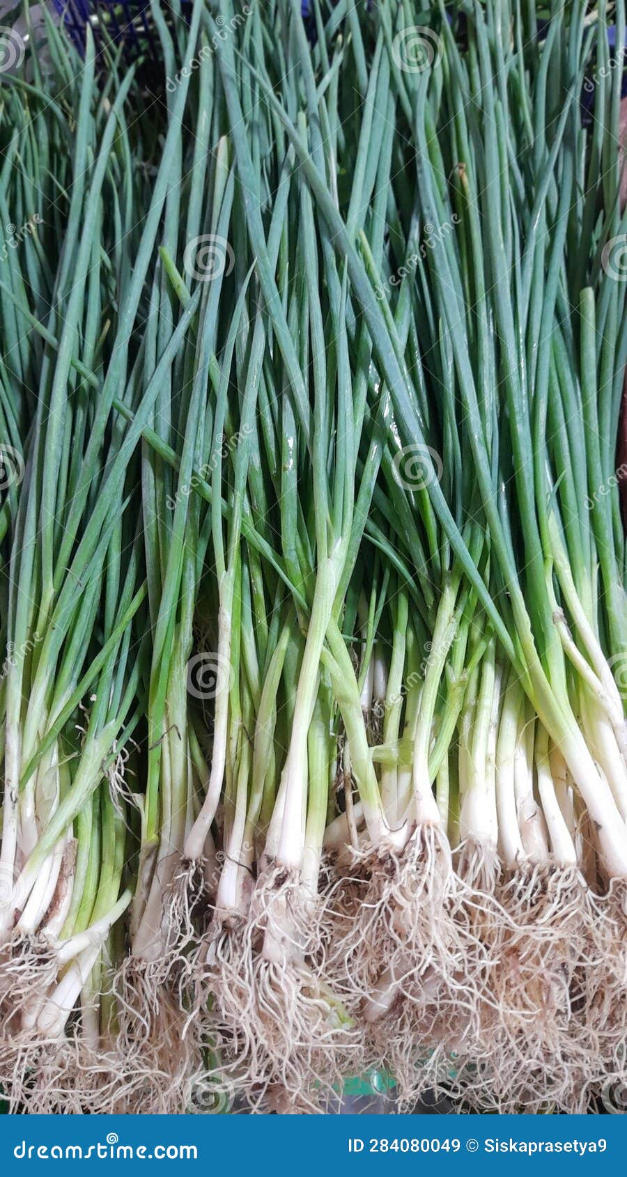 Regular Green Onions Stock Photos - Free & Royalty-Free Stock Photos ...