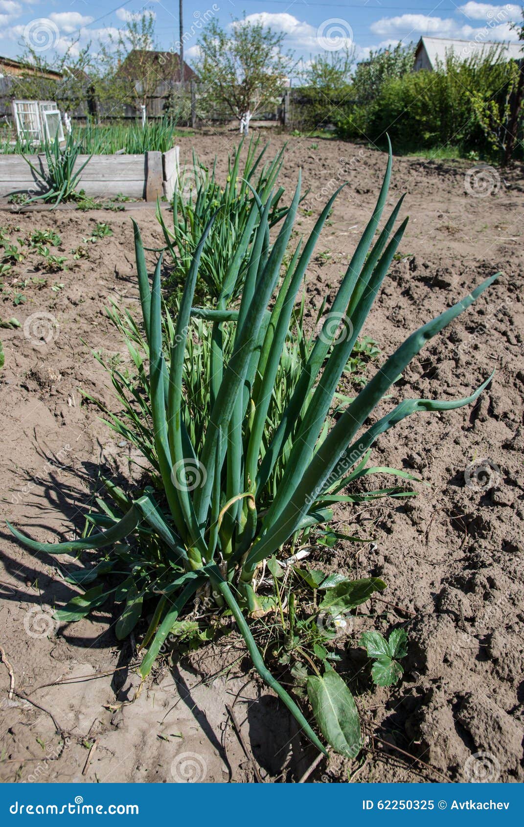 Leeks in the spring garden stock image. Image of leek - 62250325
