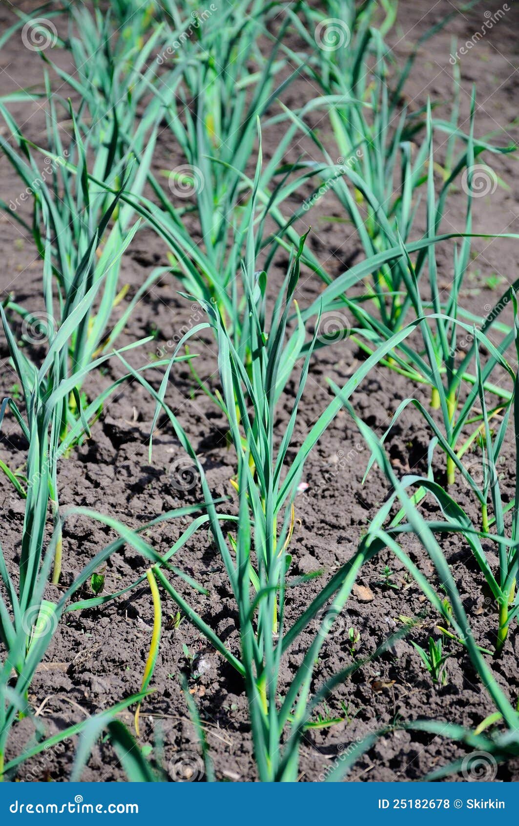 Leeks In A Vegetable Garden Royalty Free Stock Photos - Image: 25182678