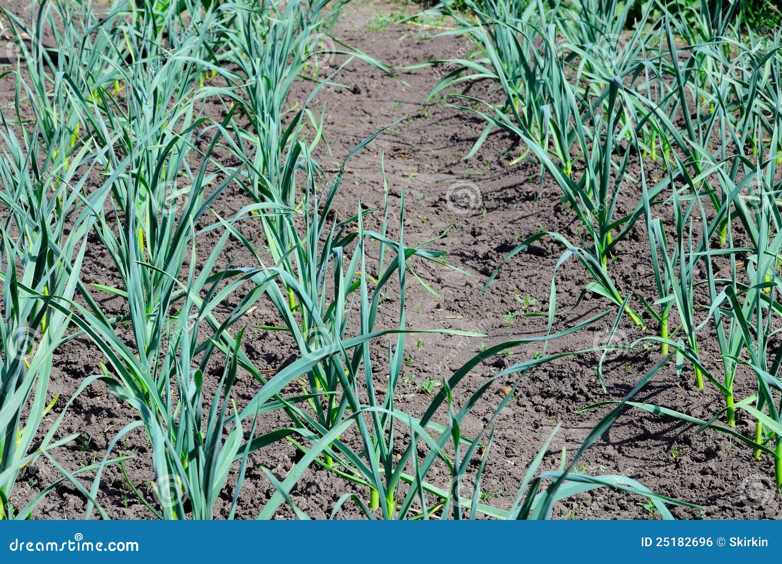Leeks in a Vegetable Garden Stock Photo - Image of soil, farming: 25182696