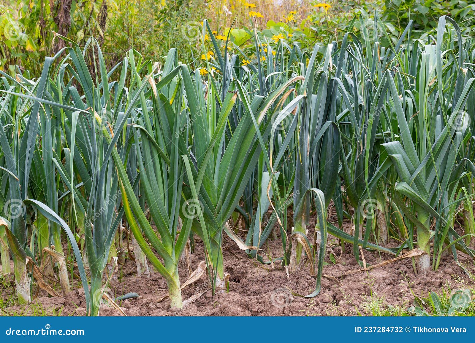 Leeks in vegetable garden stock photo. Image of foliage - 237284732