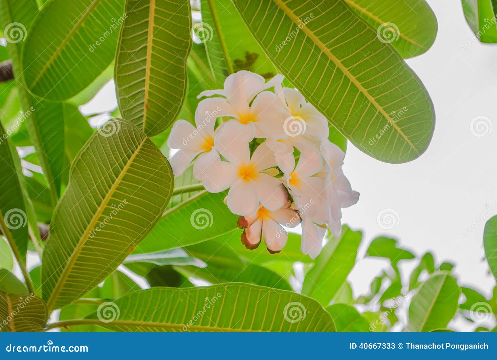 Leelawadee flowe stock image. Image of smell, nature - 40667333