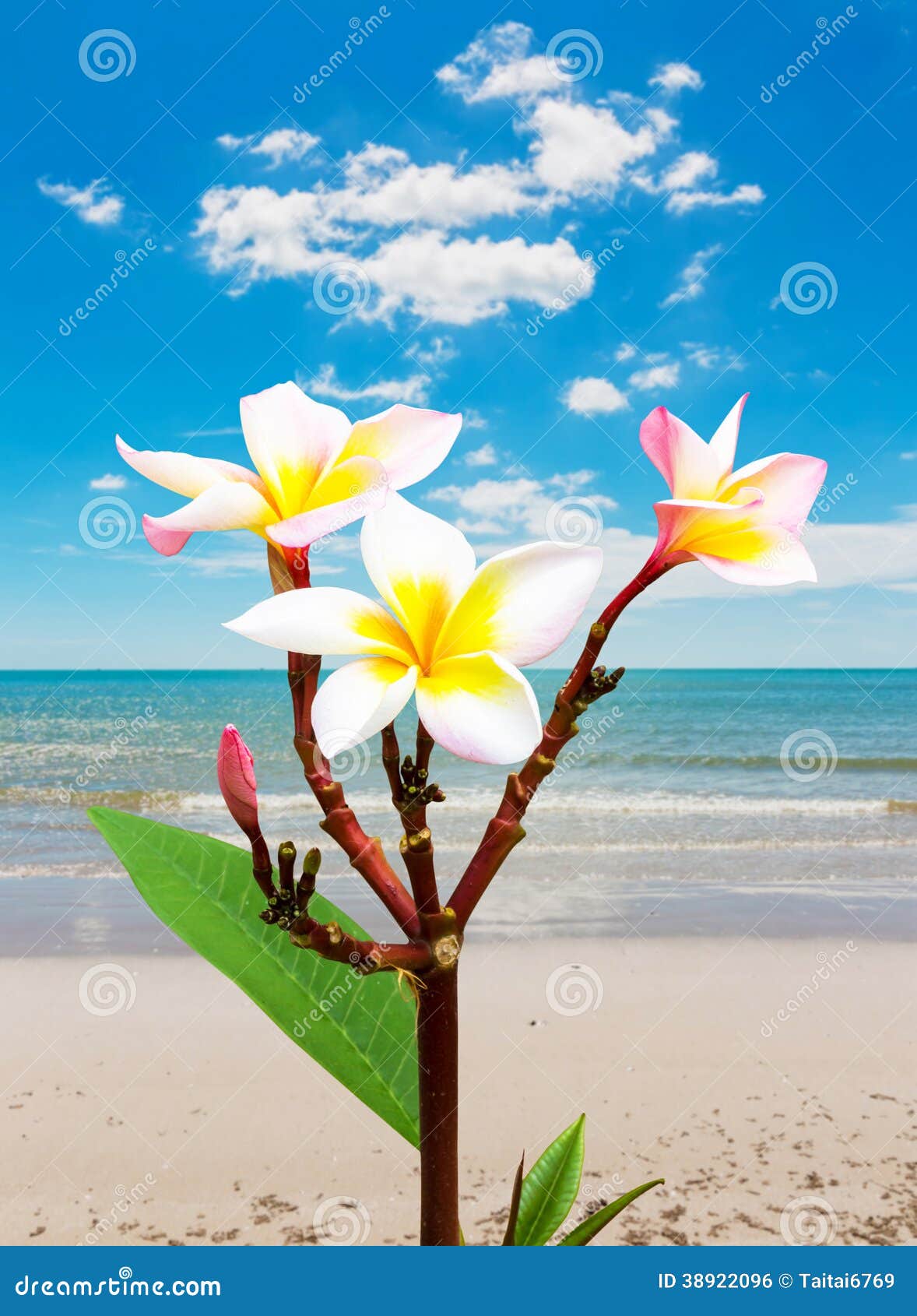 Leelawadee Flower Vacation at Beach Stock Photo - Image of asia, clear ...
