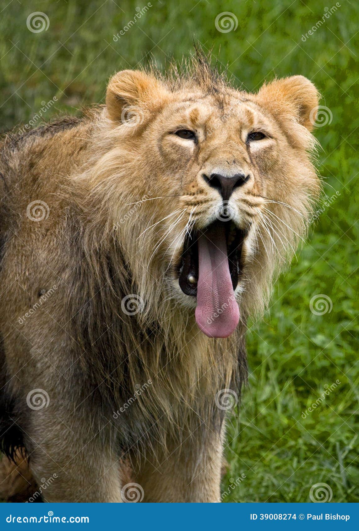 Leeuw stock foto. Image of mond, leeuw, open, vermoeid - 39008274