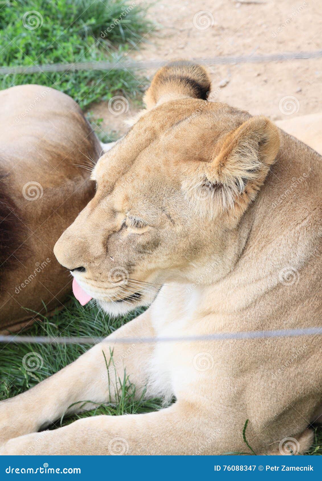 Leeuw stock afbeelding. Image of tafeltje, grond, tong - 76088347