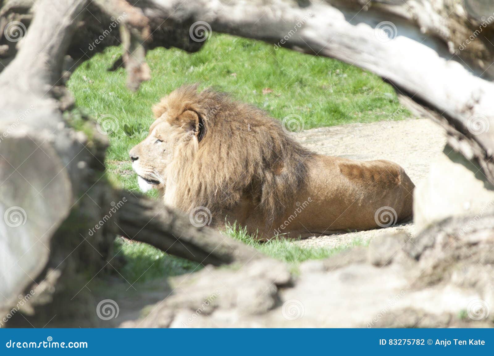 Leeuw stock foto. Image of nederland, leeuw, bruin, dier - 83275782