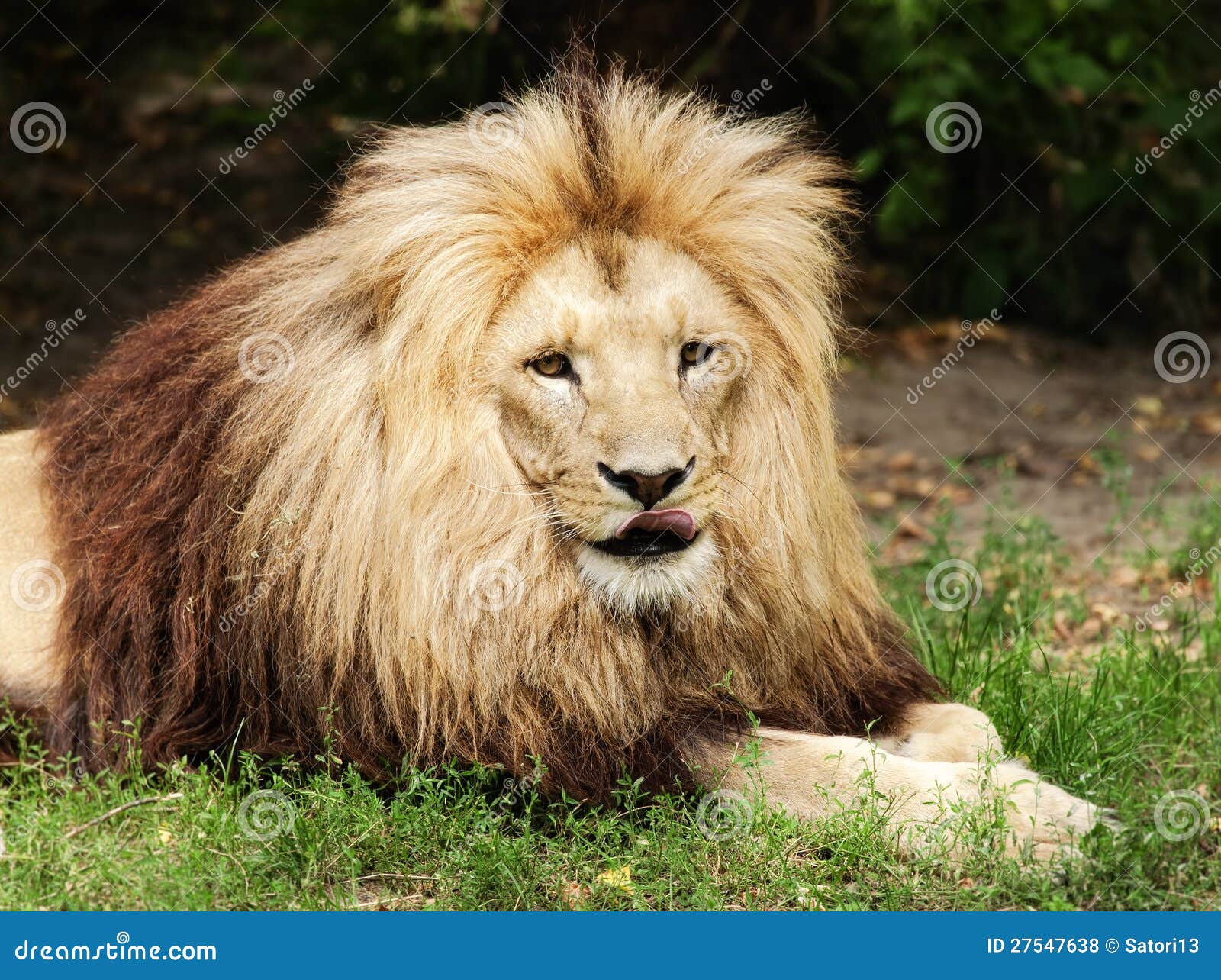 Leeuw de koning stock foto. Image of leefgebied, hoofd - 27547638