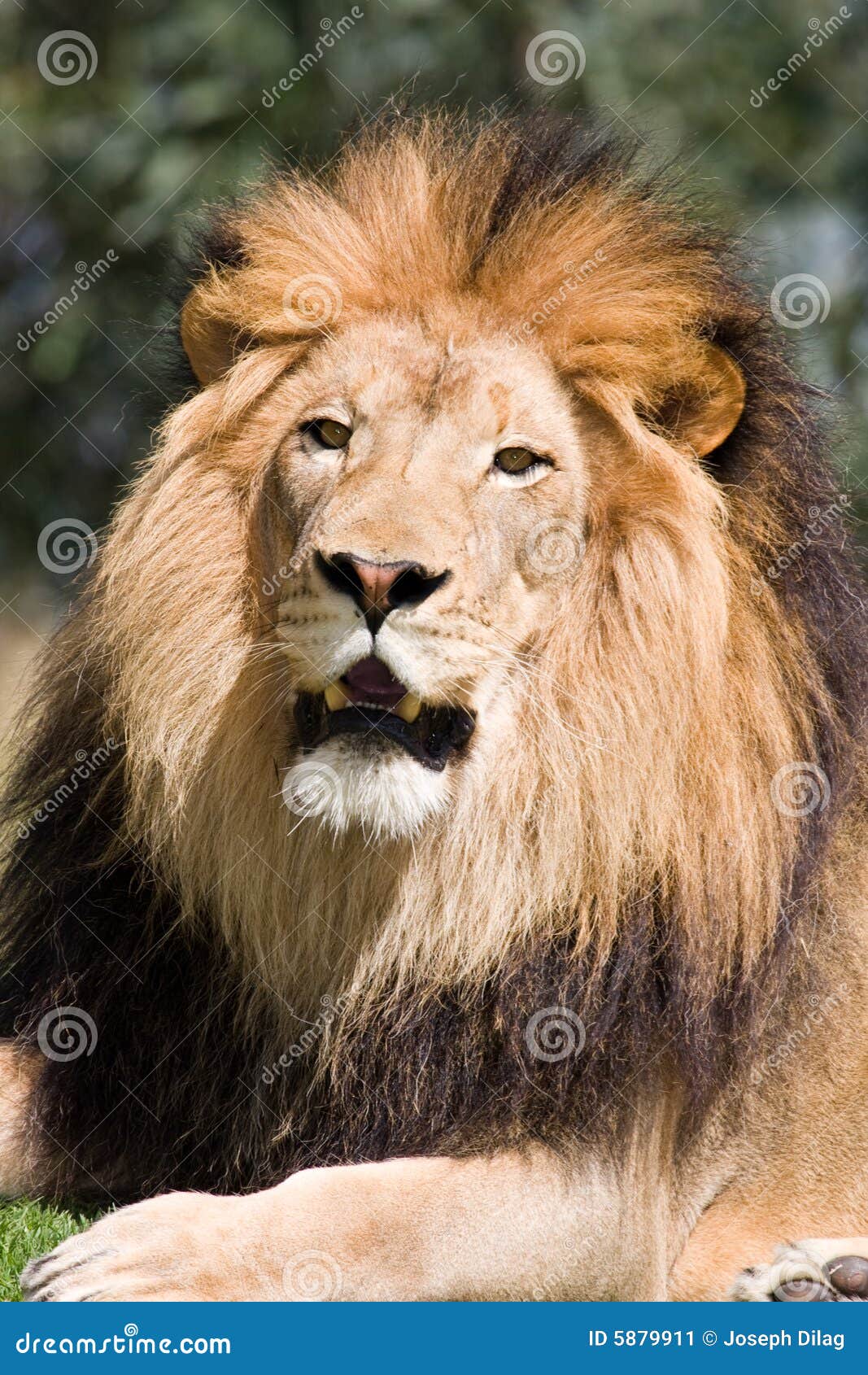 Leeuw de Koning stock afbeelding. Image of mannetje, wild - 5879911