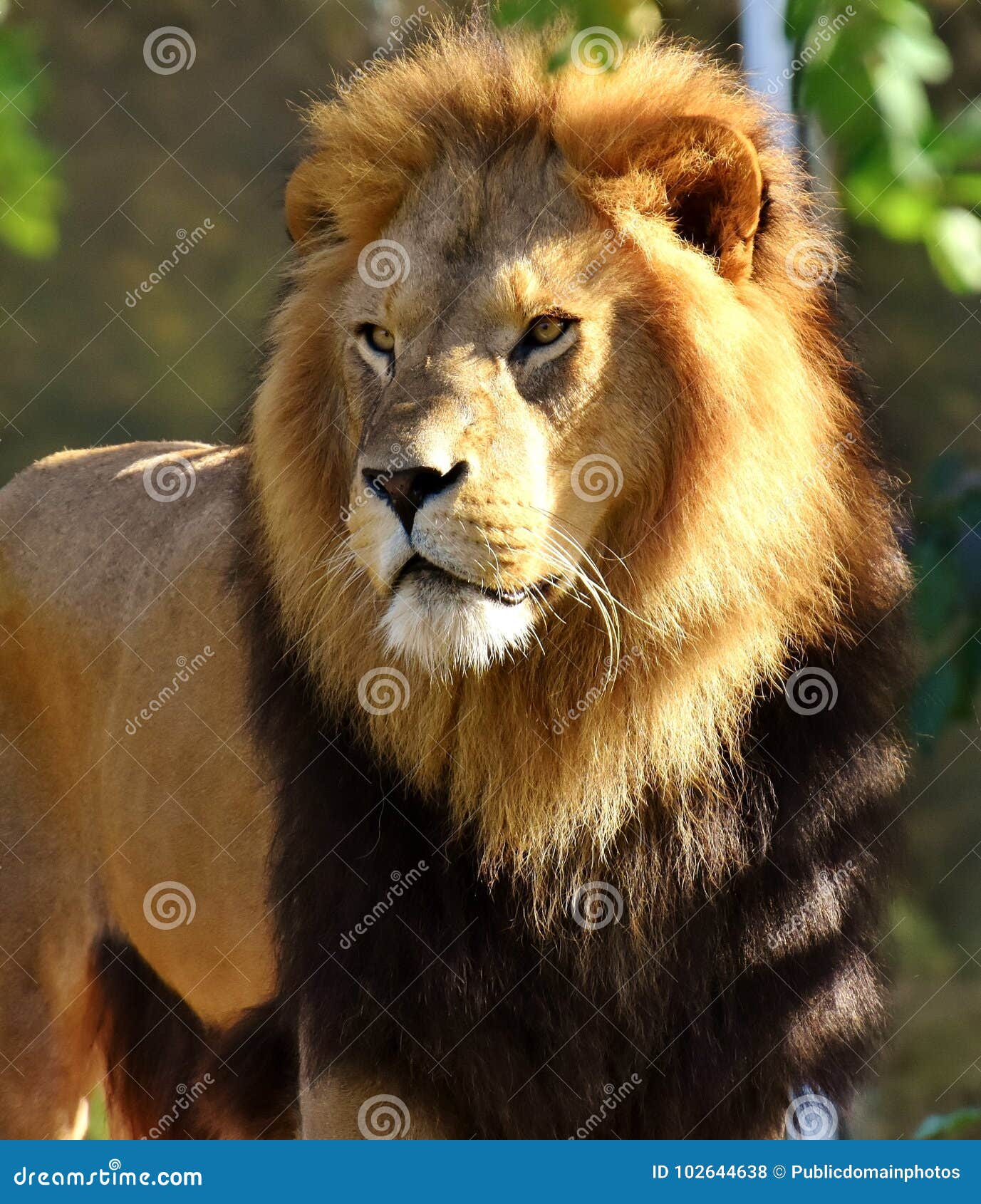 Leeuw, Het Wild, Aards Dier, Zoogdier Picture. Image: 102644638