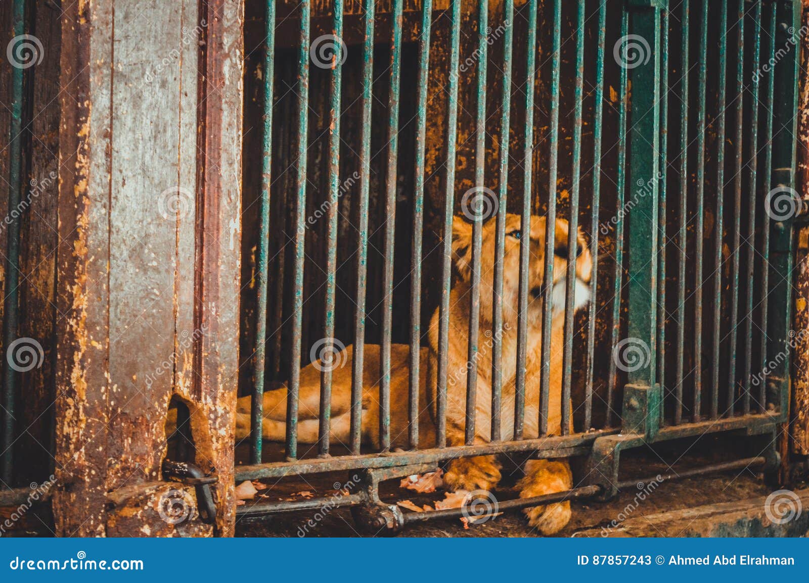 Leeuw in kooi stock afbeelding. Image of leeuw, afrikaans - 87857243
