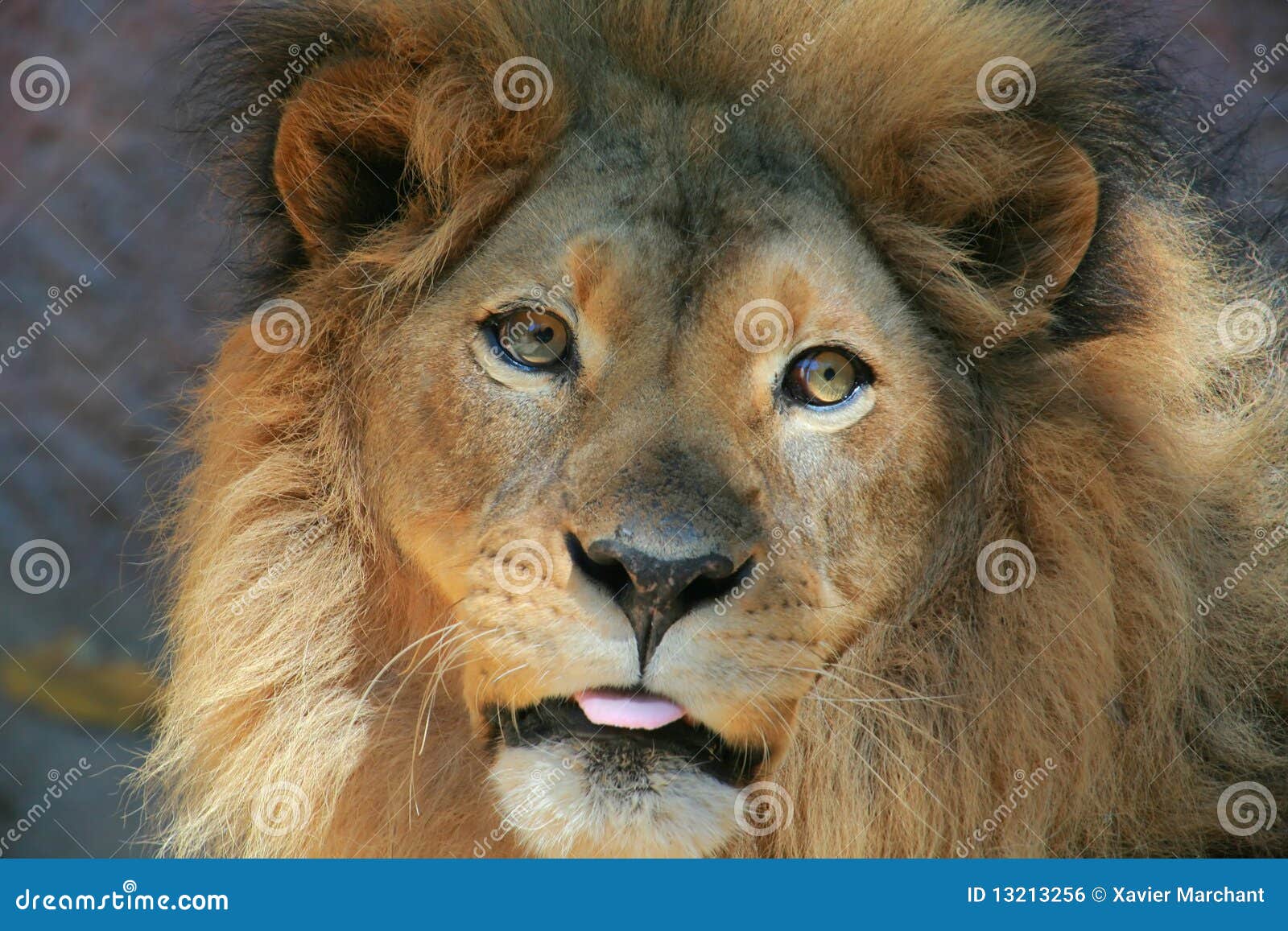 Leeuw met tong stock foto. Image of ogen, gesloten, hoofd - 13213256