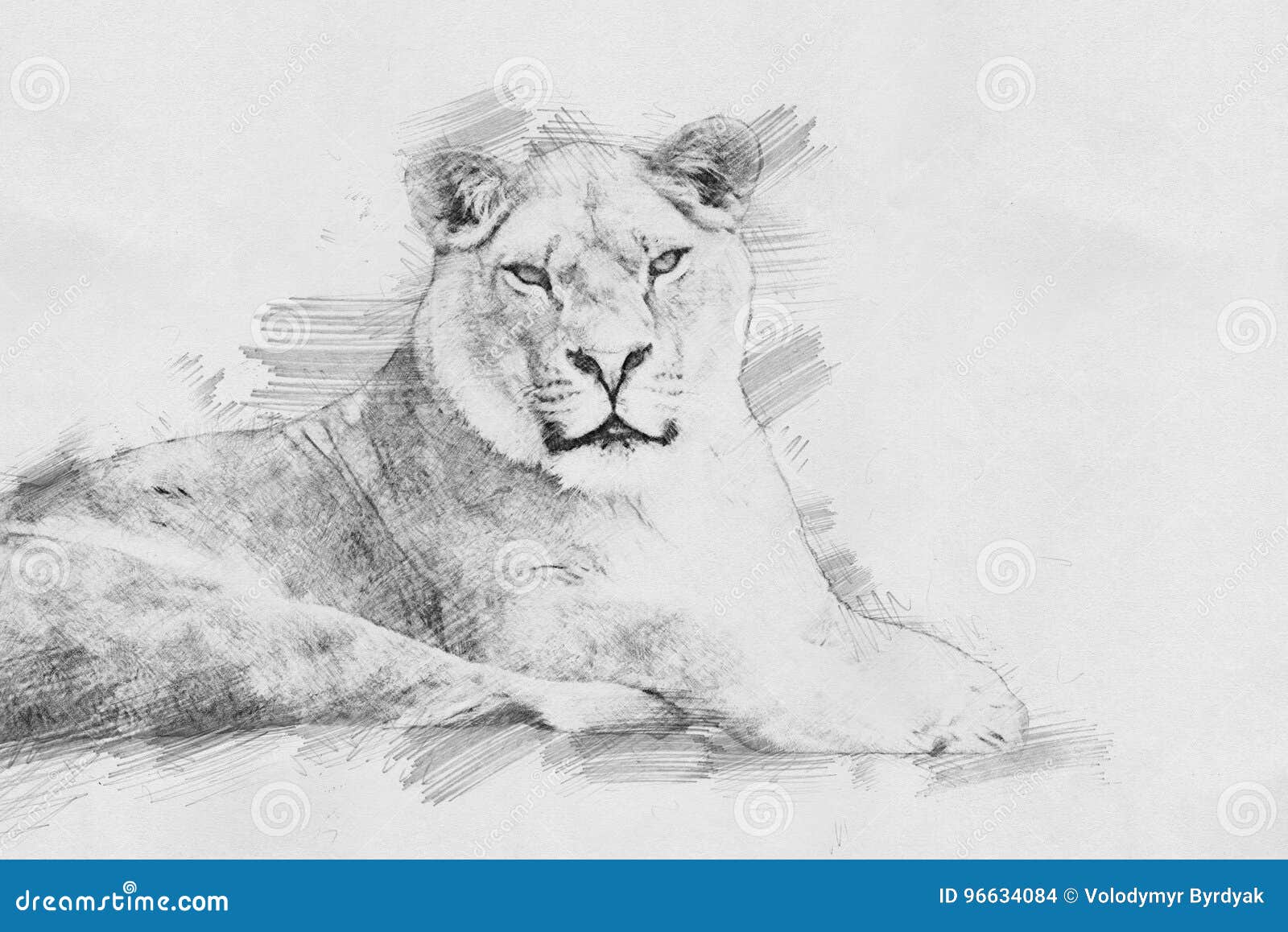 Leeuw Schets met potlood stock illustratie. Illustration of groot - 96634084