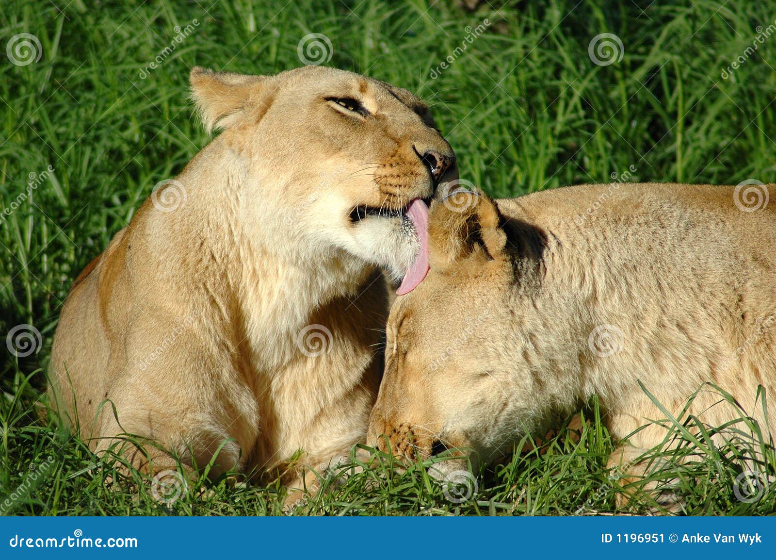 Leeuwen stock afbeelding. Image of carnivoor, katachtig - 1196951