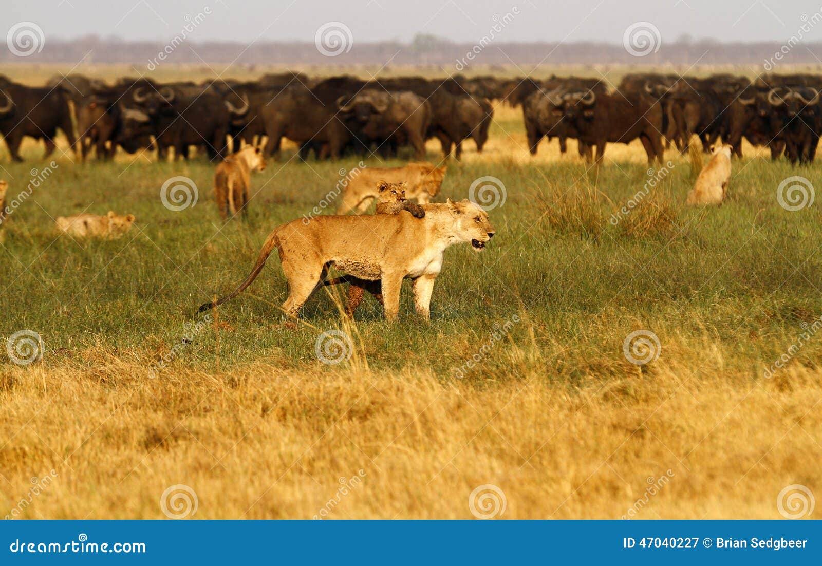Leeuwen die Buffels jagen stock afbeelding. Afbeelding bestaande uit ...