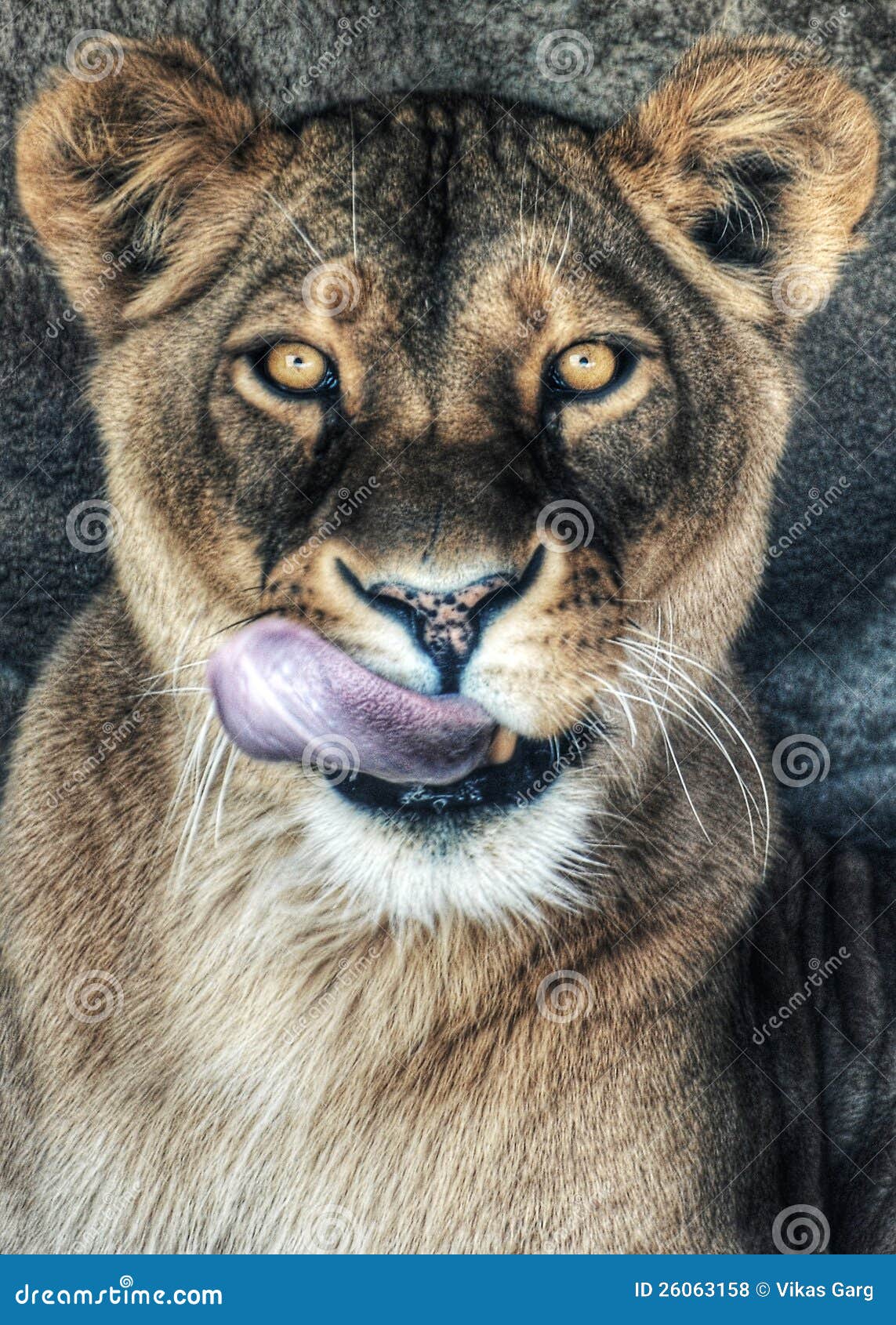 Leeuwin Met Tong Die Uit Plakt Stock Foto - Image of leider, wildernis ...