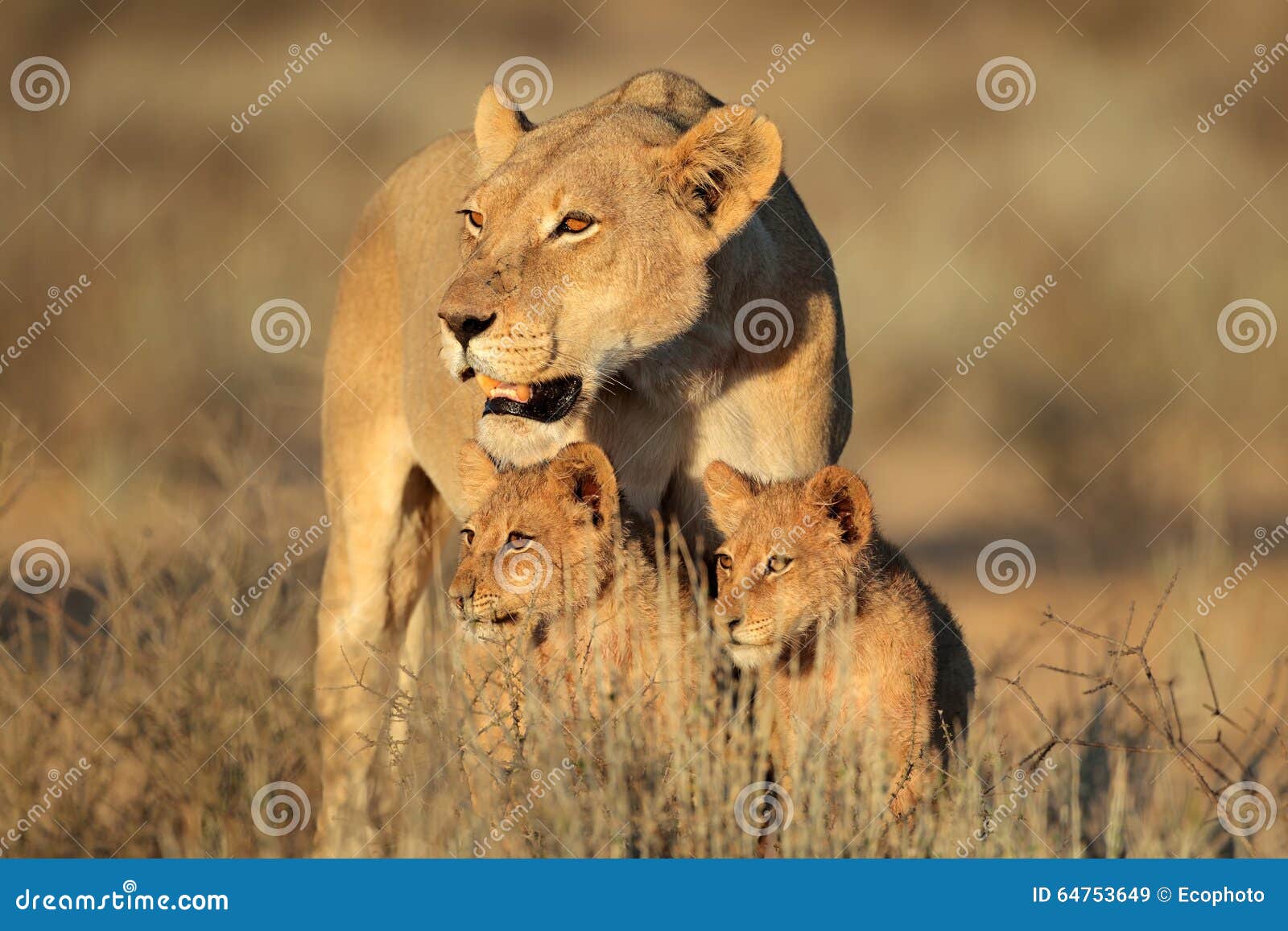 Leeuwin met welpen stock afbeelding. Image of roofdier - 64753649
