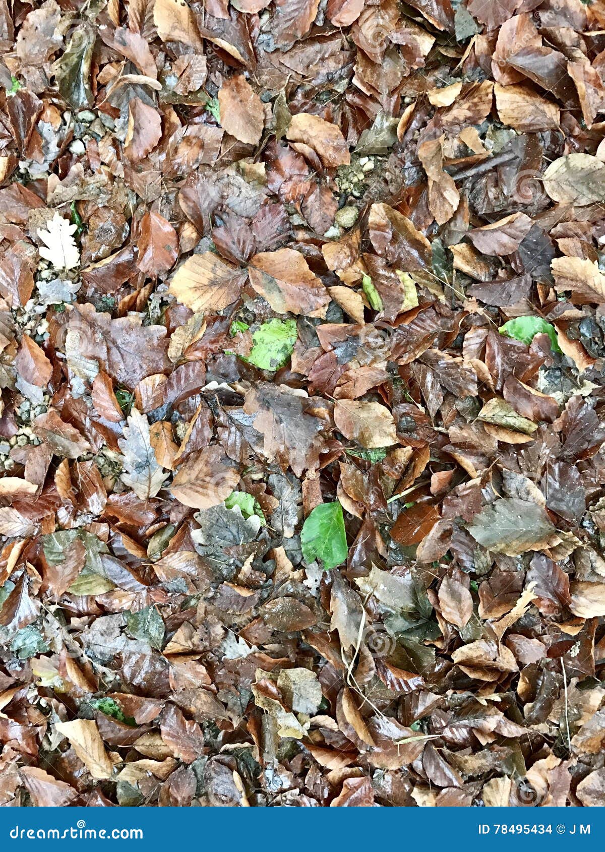 Leeves autumn stock photo. Image of leeves, texture, nature - 78495434