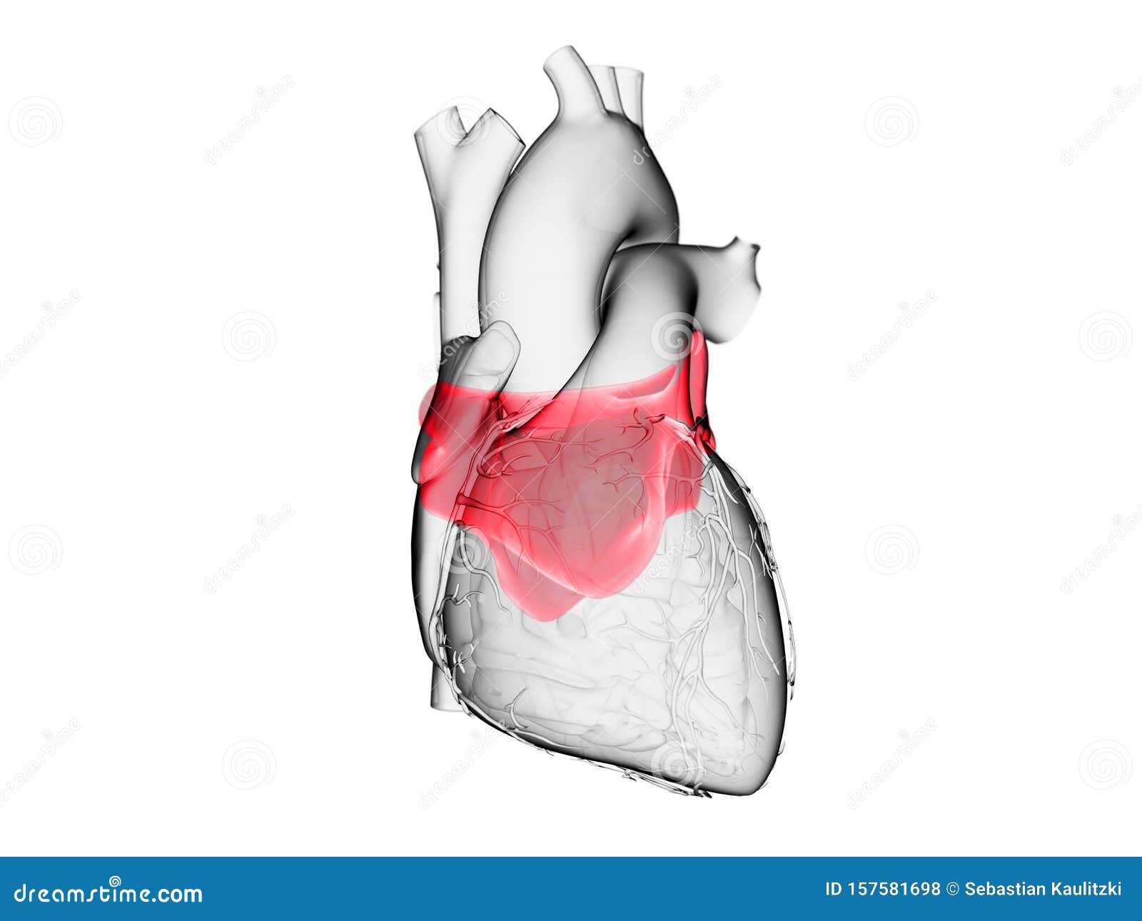 Left Atrium Of The Heart With Human Body Royalty-Free Stock Image ...
