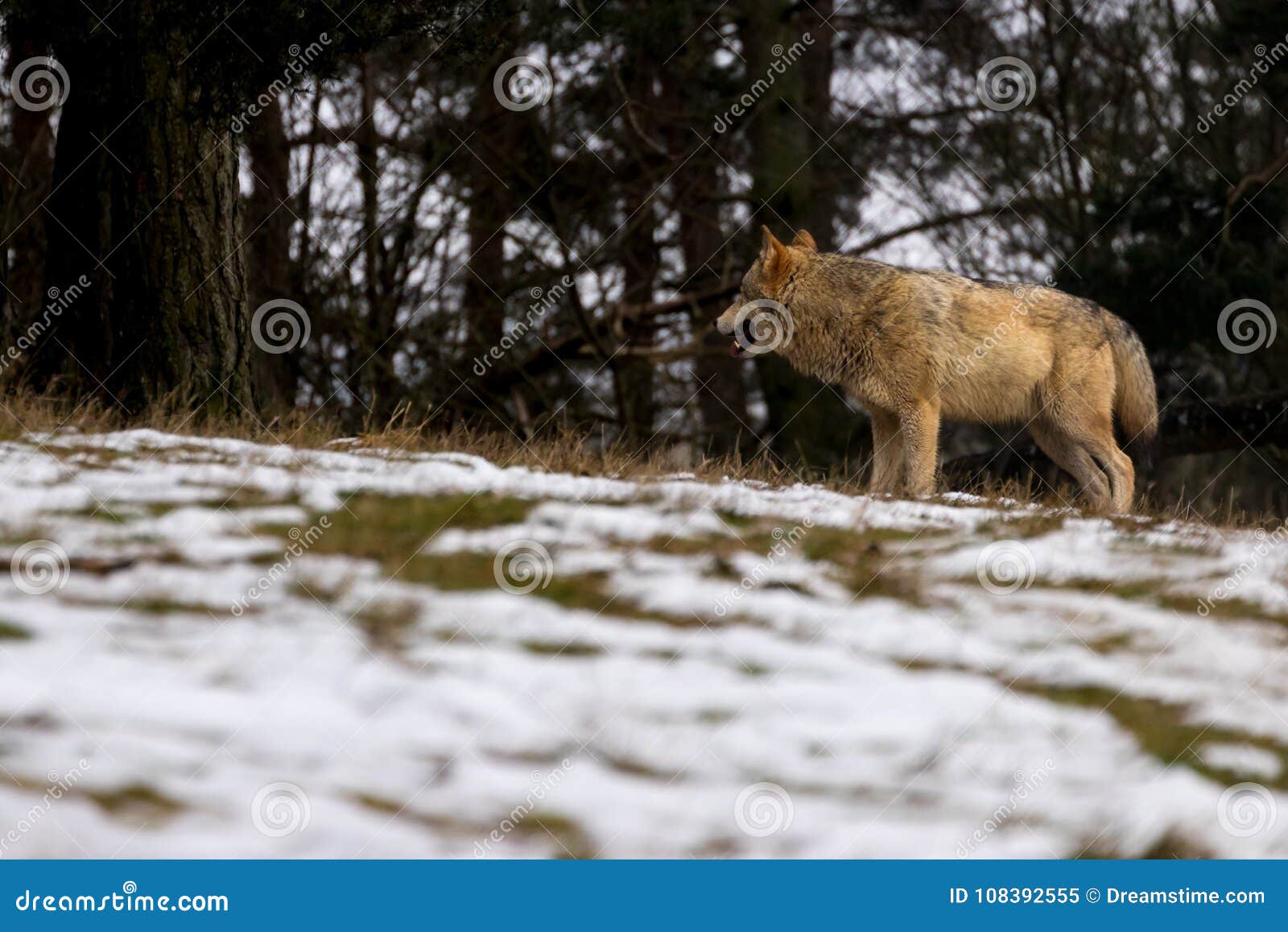 Looking for the pack stock image. Image of pack, furry - 108392555