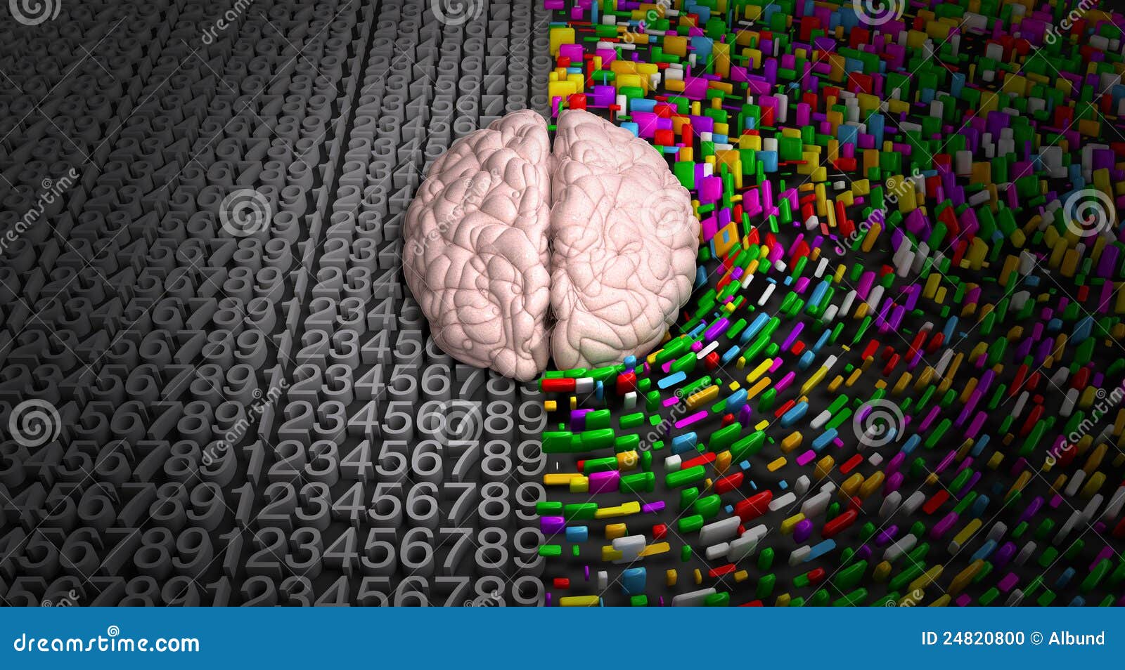 Left Brain & Right Brain Stock Photo - Image of precise, comparison ...