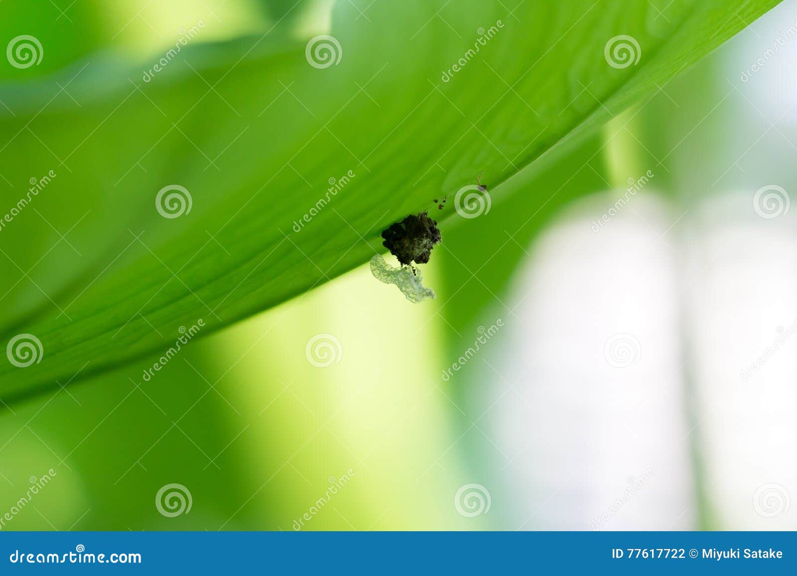 Left Empty Shell of Chrysopidae Stock Photo - Image of nature, details ...