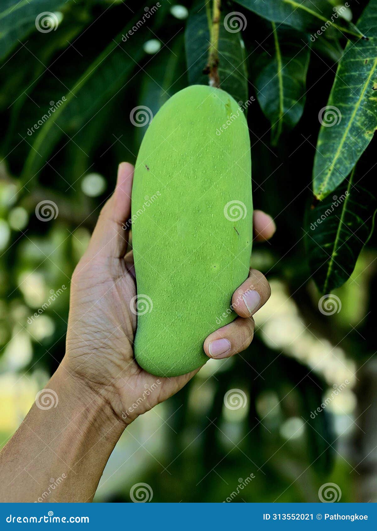 Left Hand Holding a Mango. Green Mango on Tree. a Bunch of Mango with ...