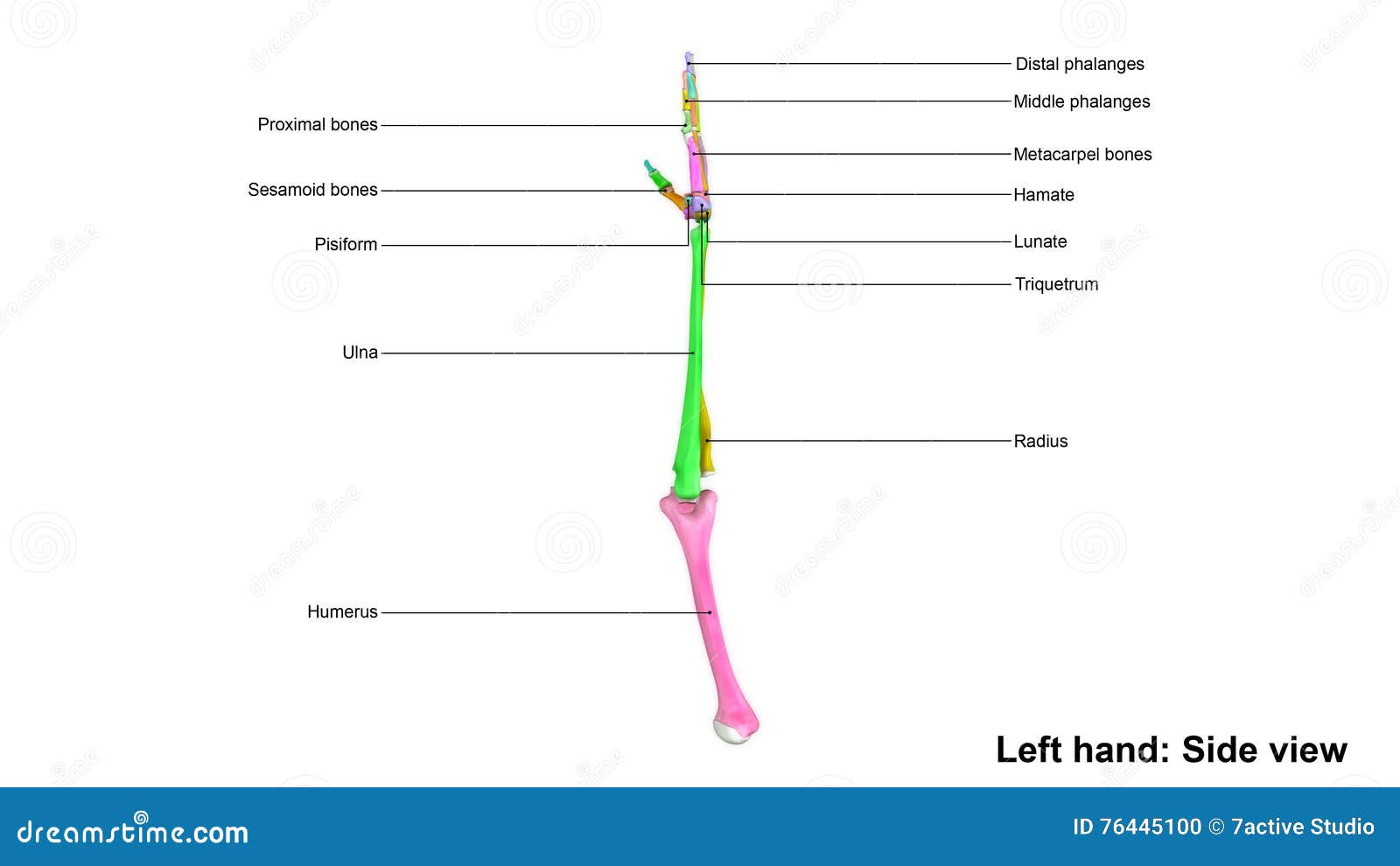 Left Hand Side view stock illustration. Illustration of carpals - 76445100