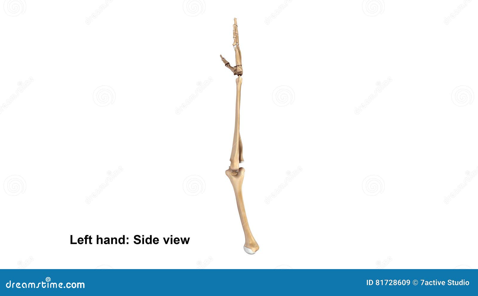Left Hand Side view stock image. Image of elbow, humerus - 81728609