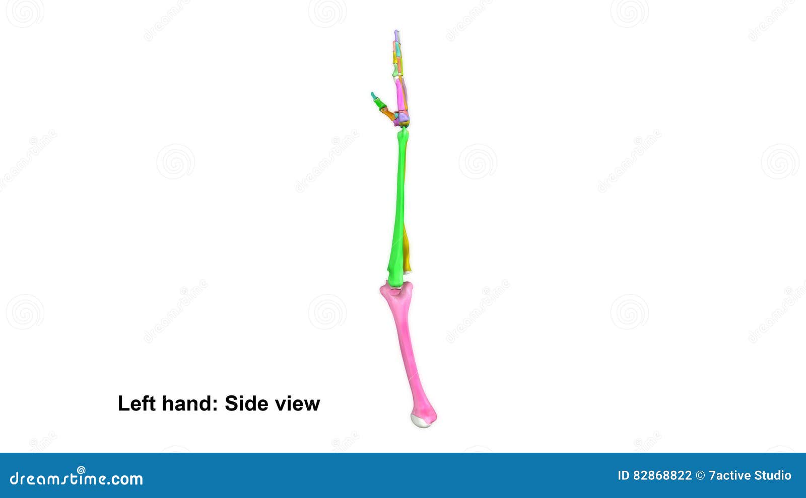 Left Hand Side view stock photo. Image of palmar, posterior - 82868822
