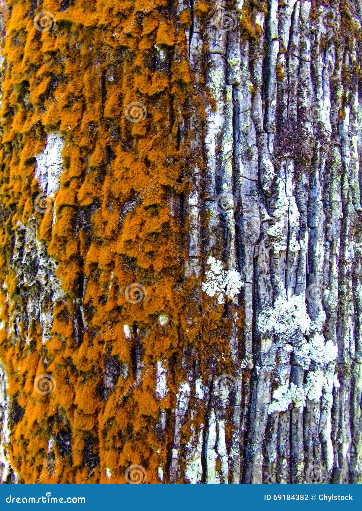 Left Orange, Right White Colored Isolation Tree Trunk Stock Photo ...