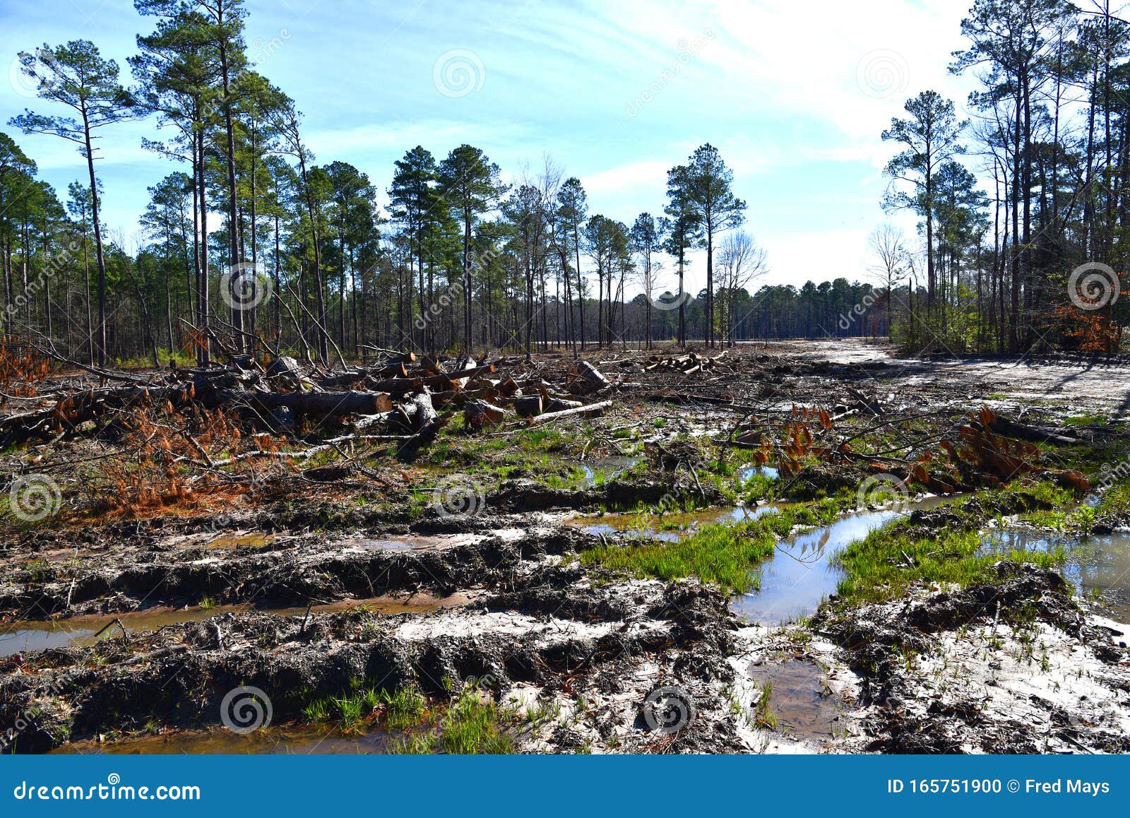 Logging Area, PIney Woods, Texas Stock Photo - Image of debris ...