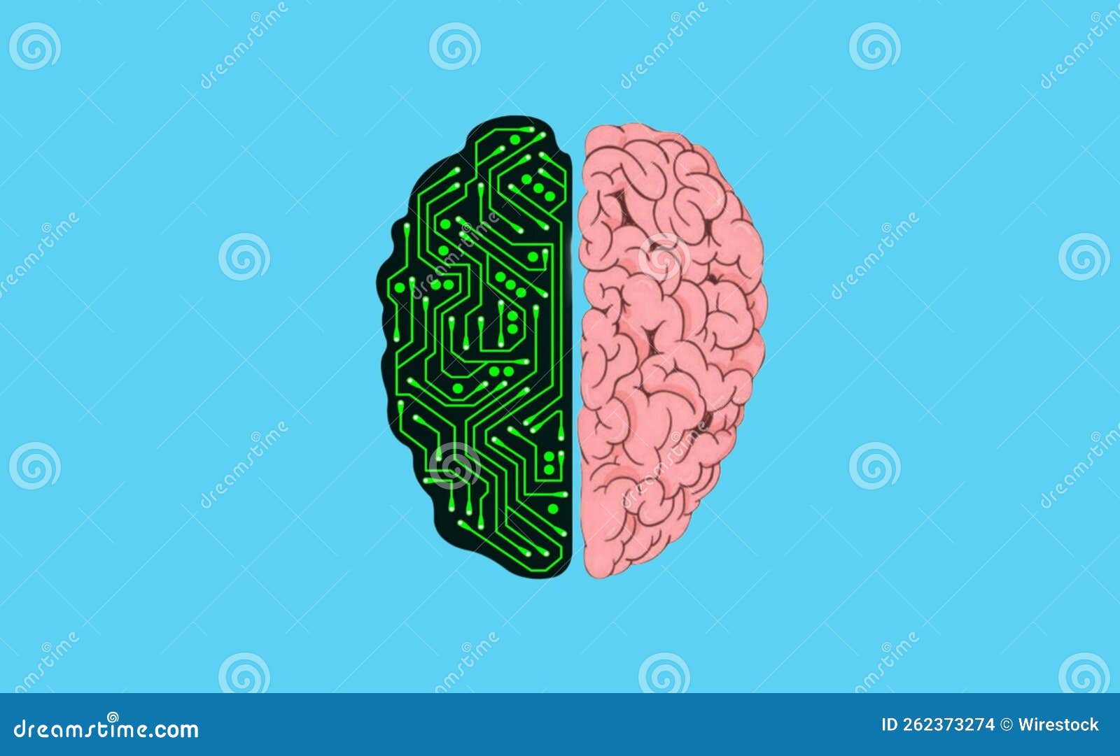 Left and Right Hemispheres of the Human Brain Stock Illustration ... Left and Right Hemispheres of the Human Brain Stock Illustration ...