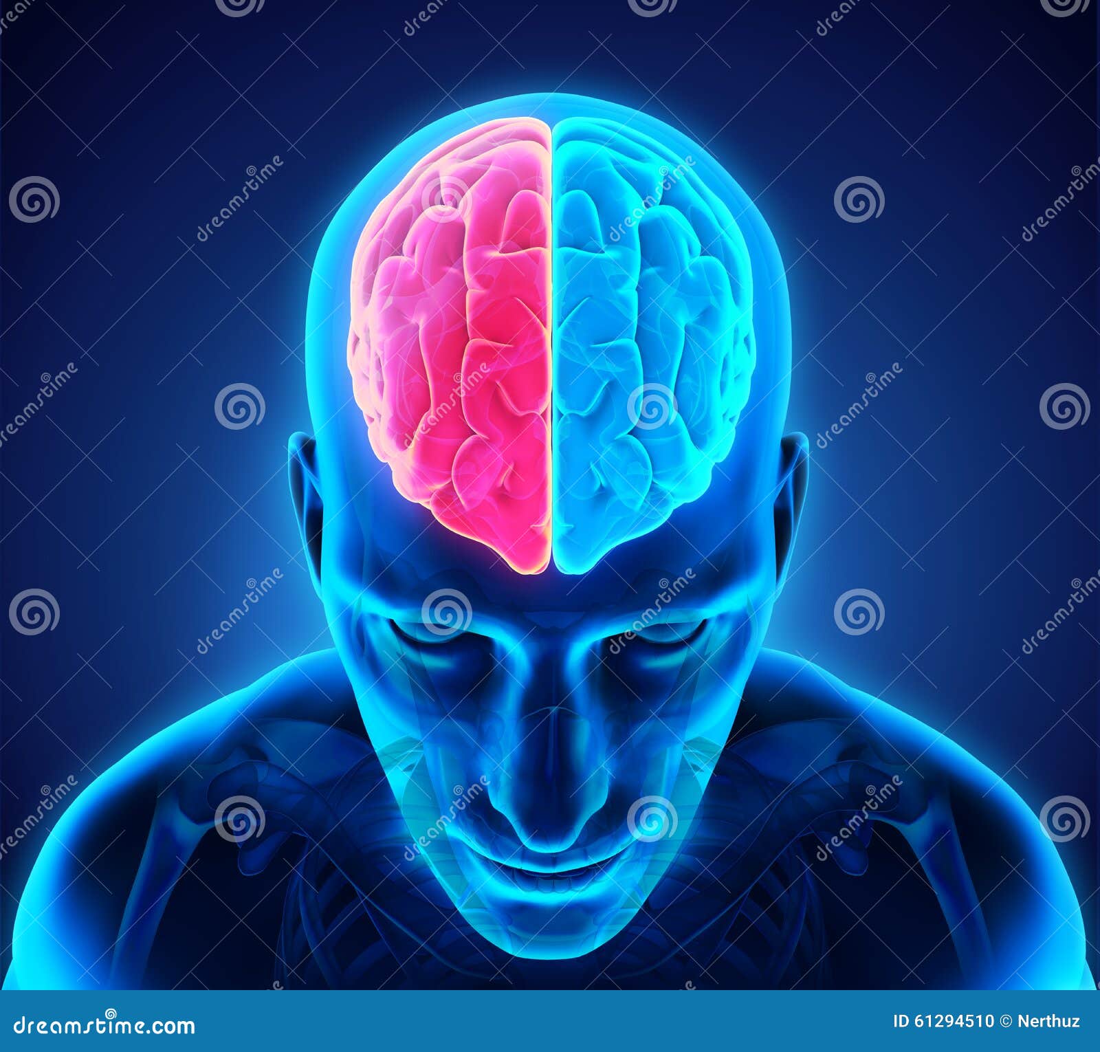 Left and Right Human Brain stock illustration. Illustration of left ...