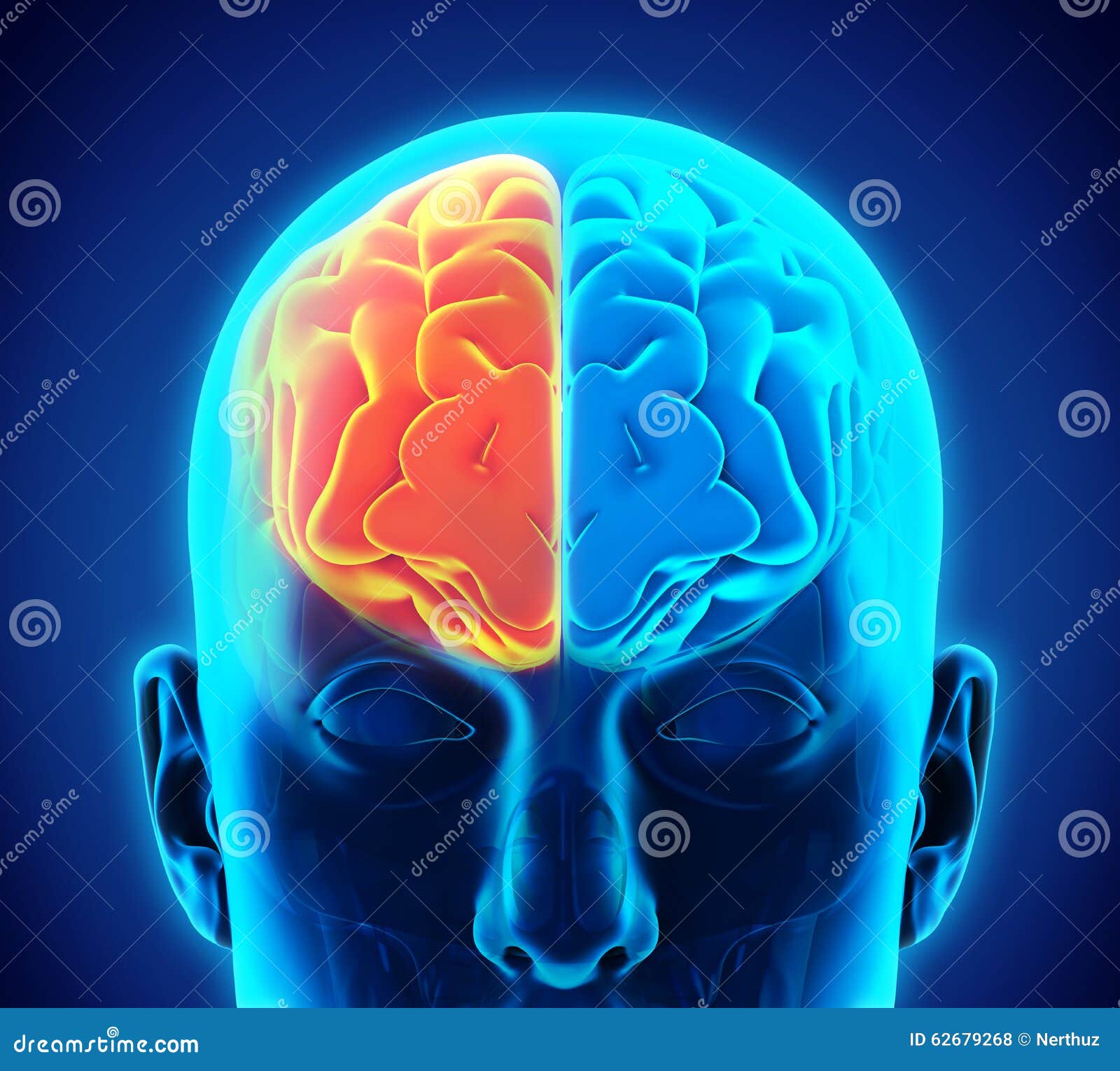 Left and Right Human Brain stock illustration. Illustration of cortex ...