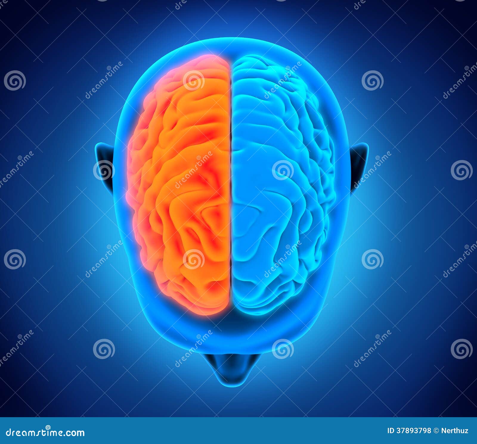 Left and Right Human Brain stock illustration. Illustration of cerebrum ...