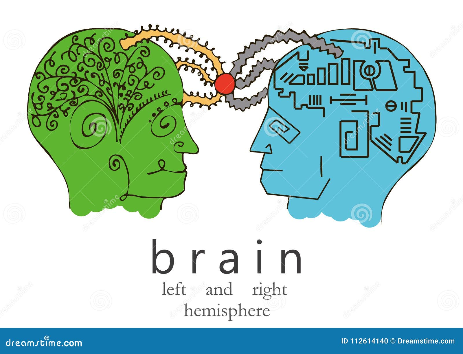 Left and Right Human Brain. Vector Illustration. Stock Vector ...