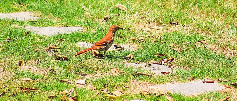 Left or Right Path stock image. Image of left, right - 41286833